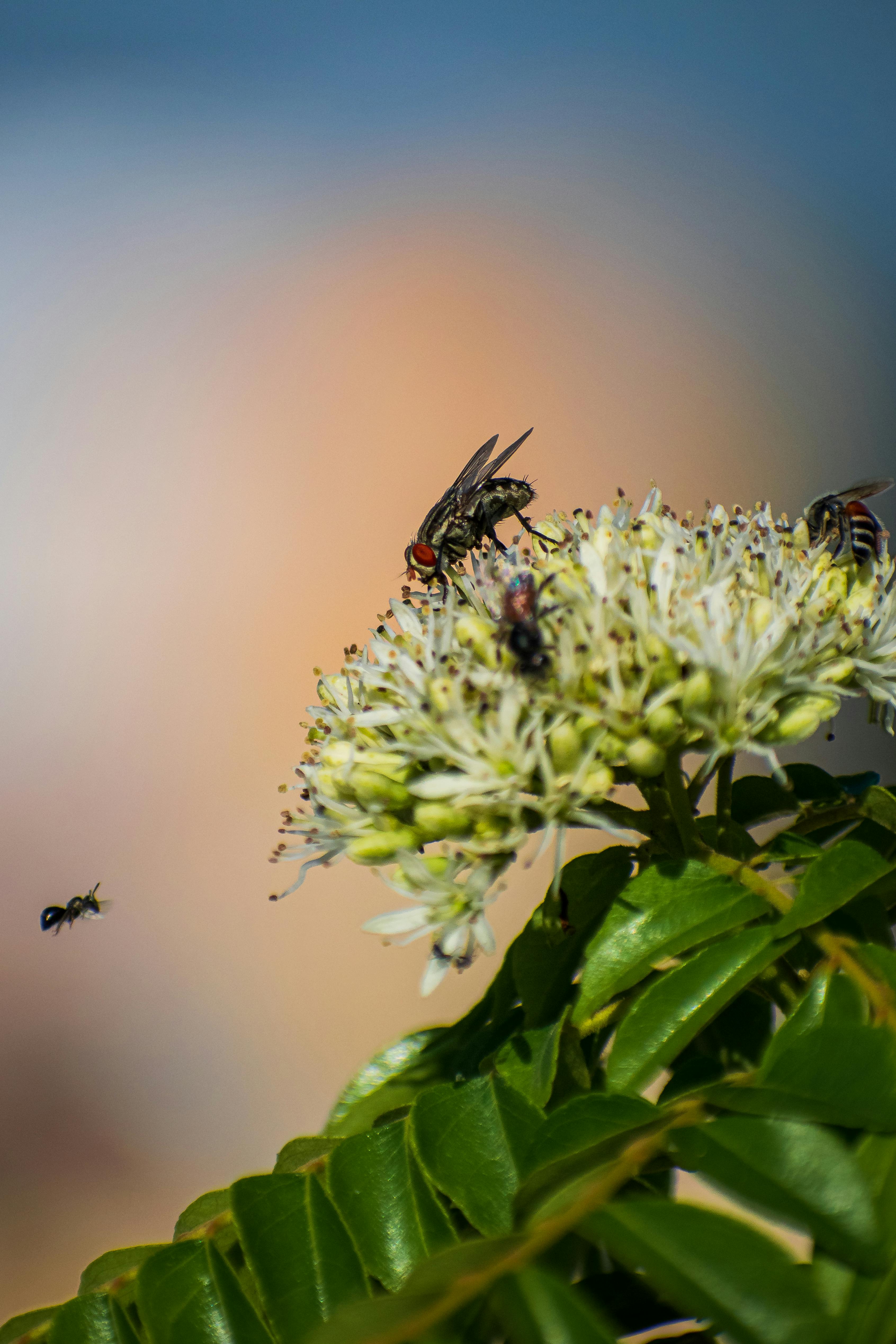 Close-Up Shot of Flies Perched on a Flower · Free Stock Photo