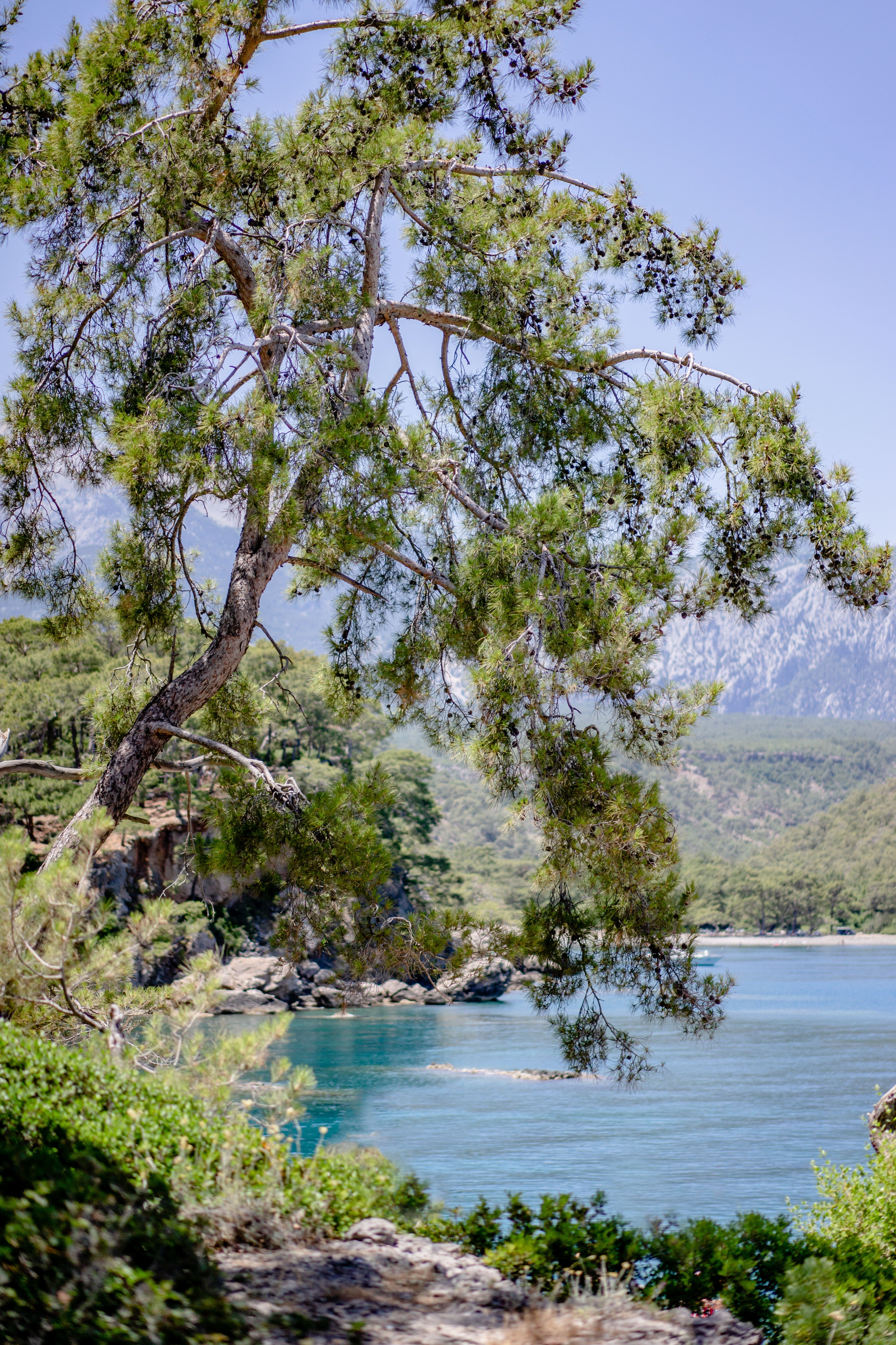 Forest on Coast · Free Stock Photo