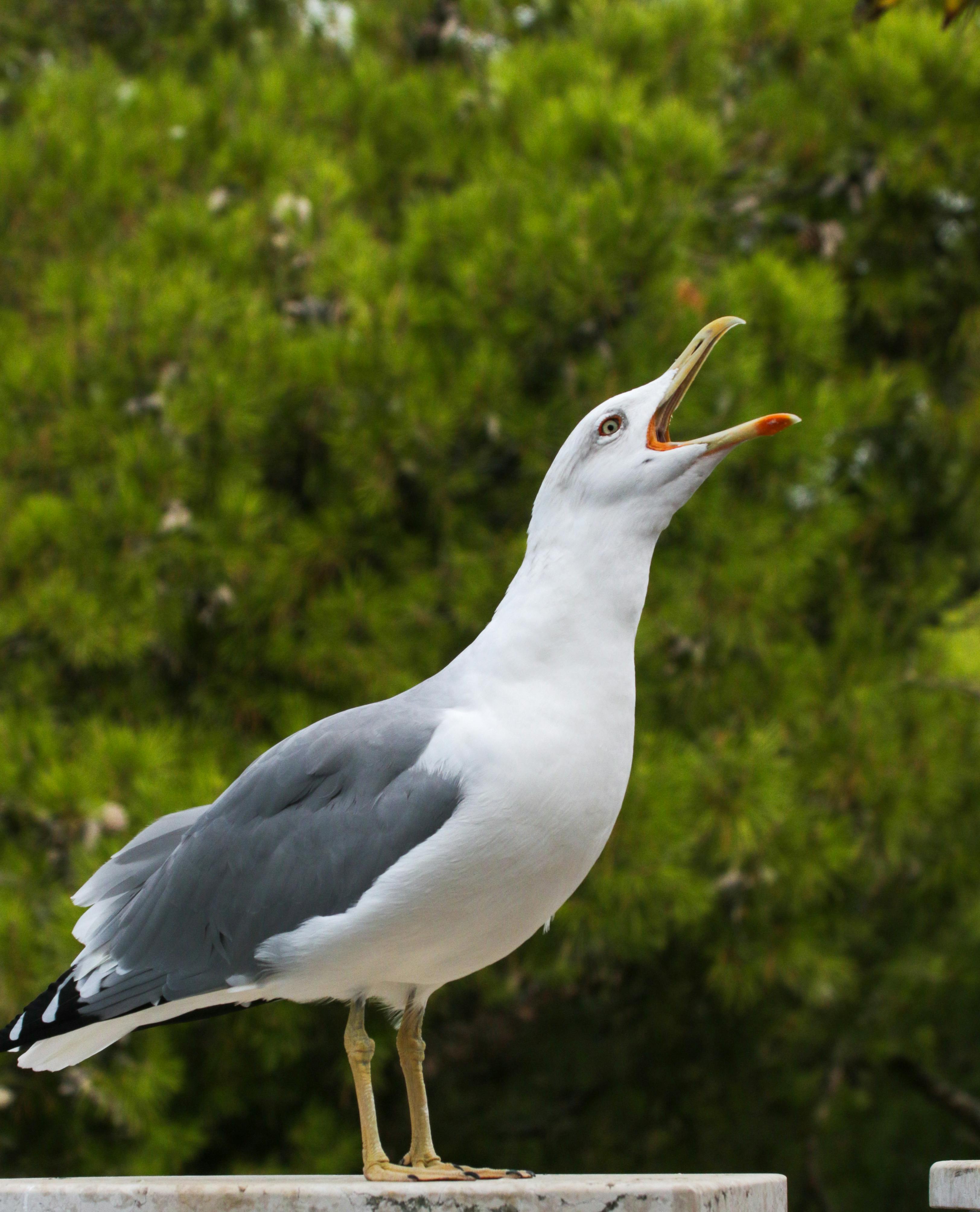 A Seagull on a Signage · Free Stock Photo