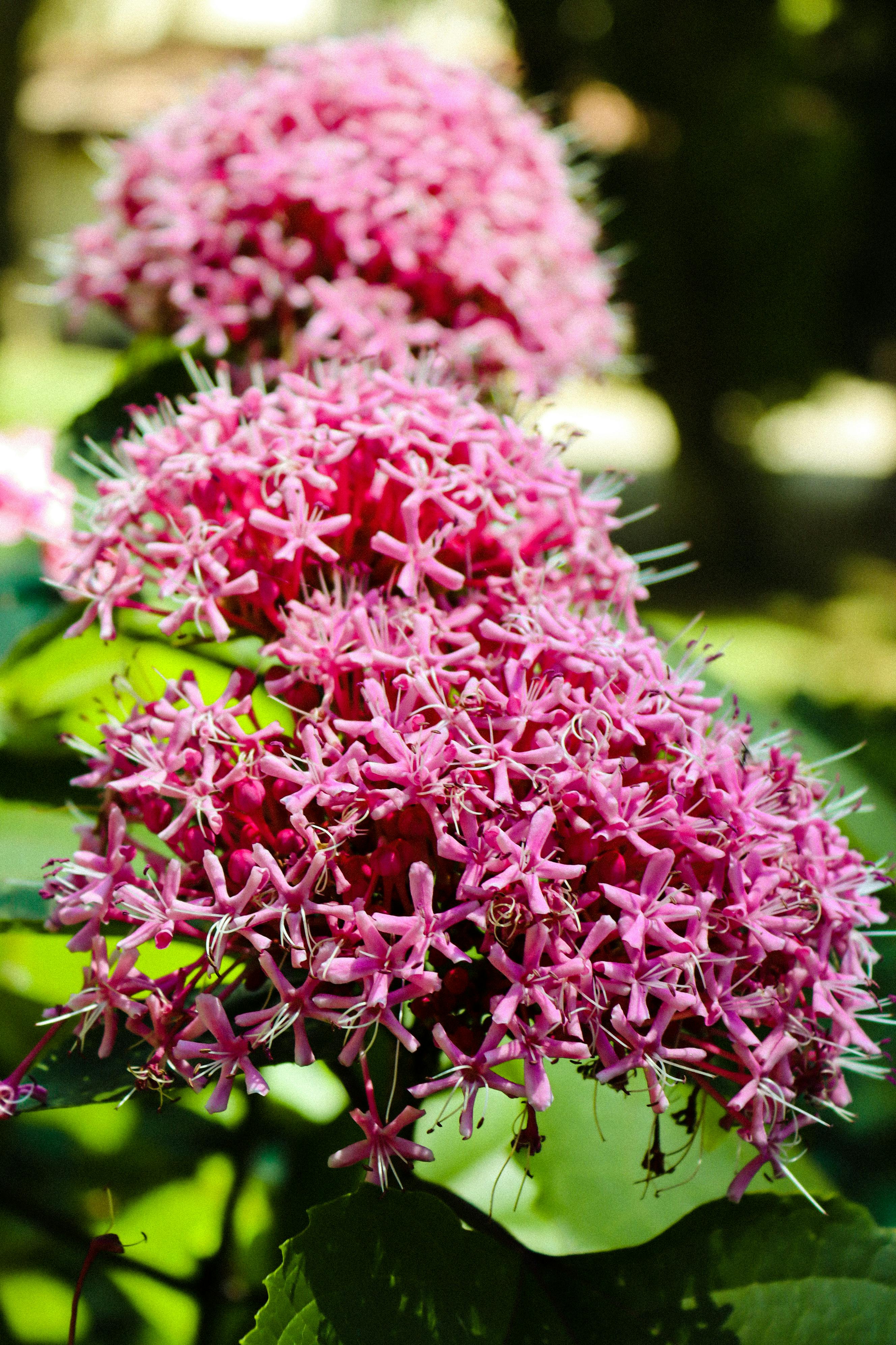 Clusters of Pink Flowers · Free Stock Photo