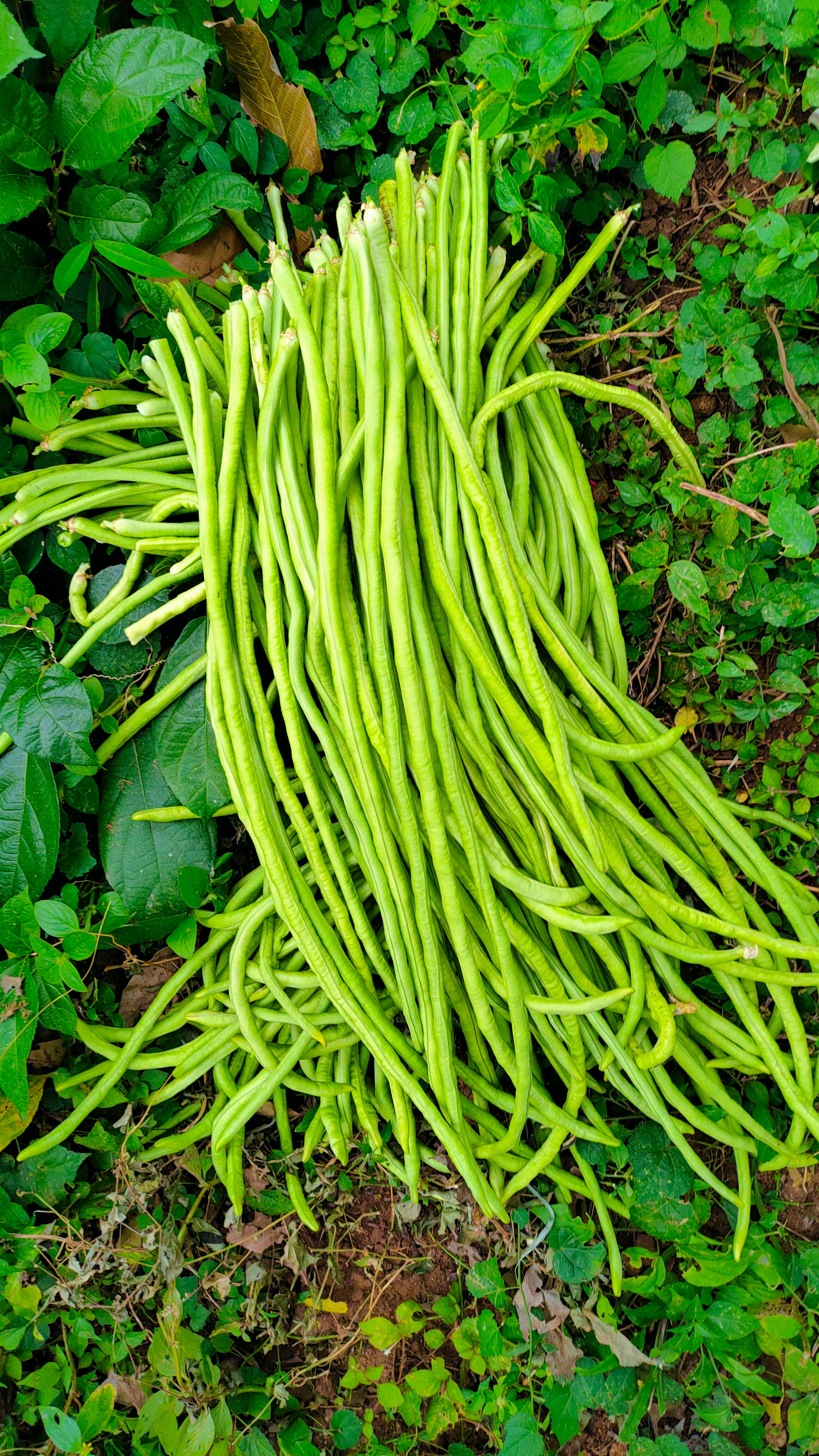 Fresh Green Vegetables on the Ground · Free Stock Photo