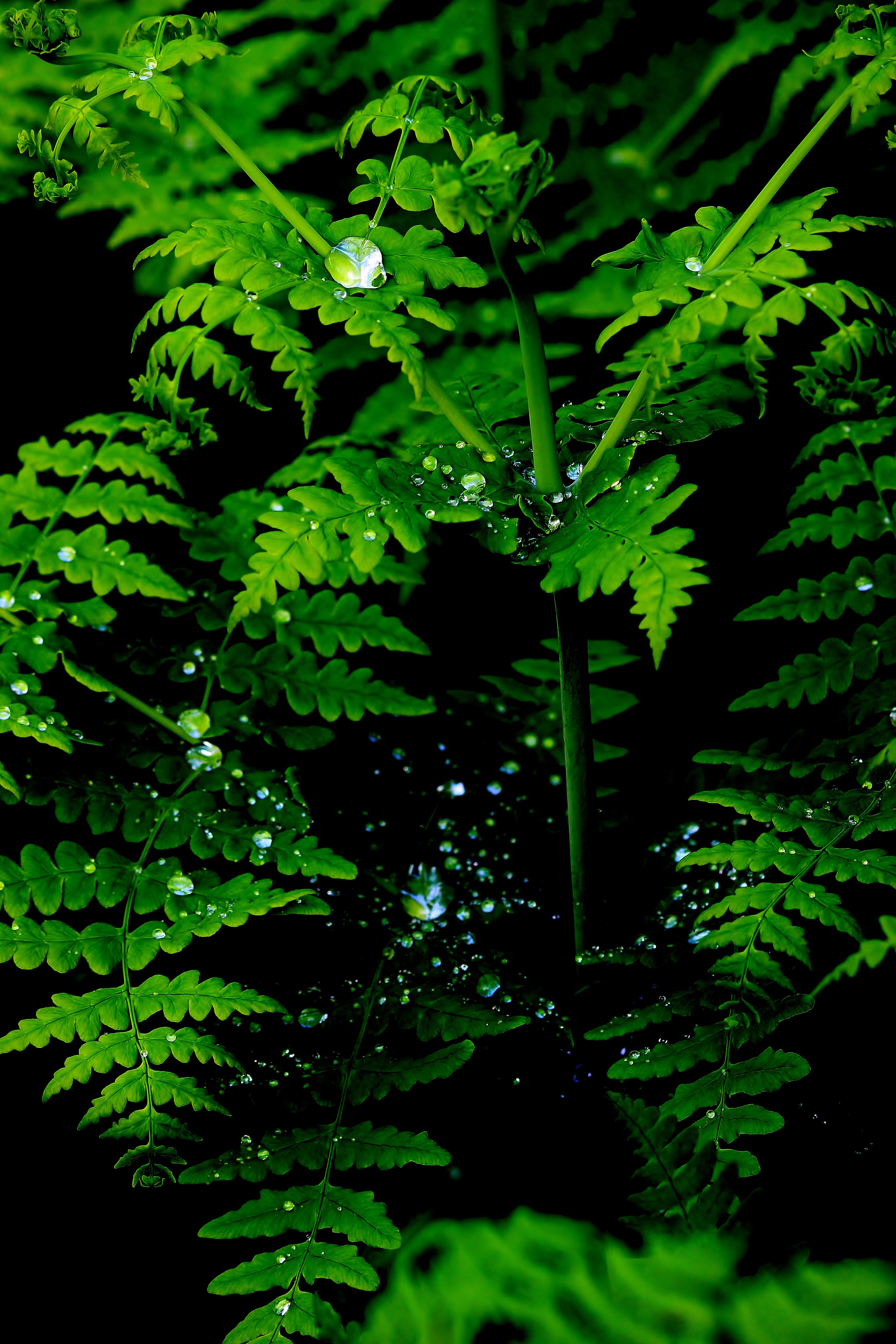 Foto d'estoc gratuïta de falguera, fulles, planta