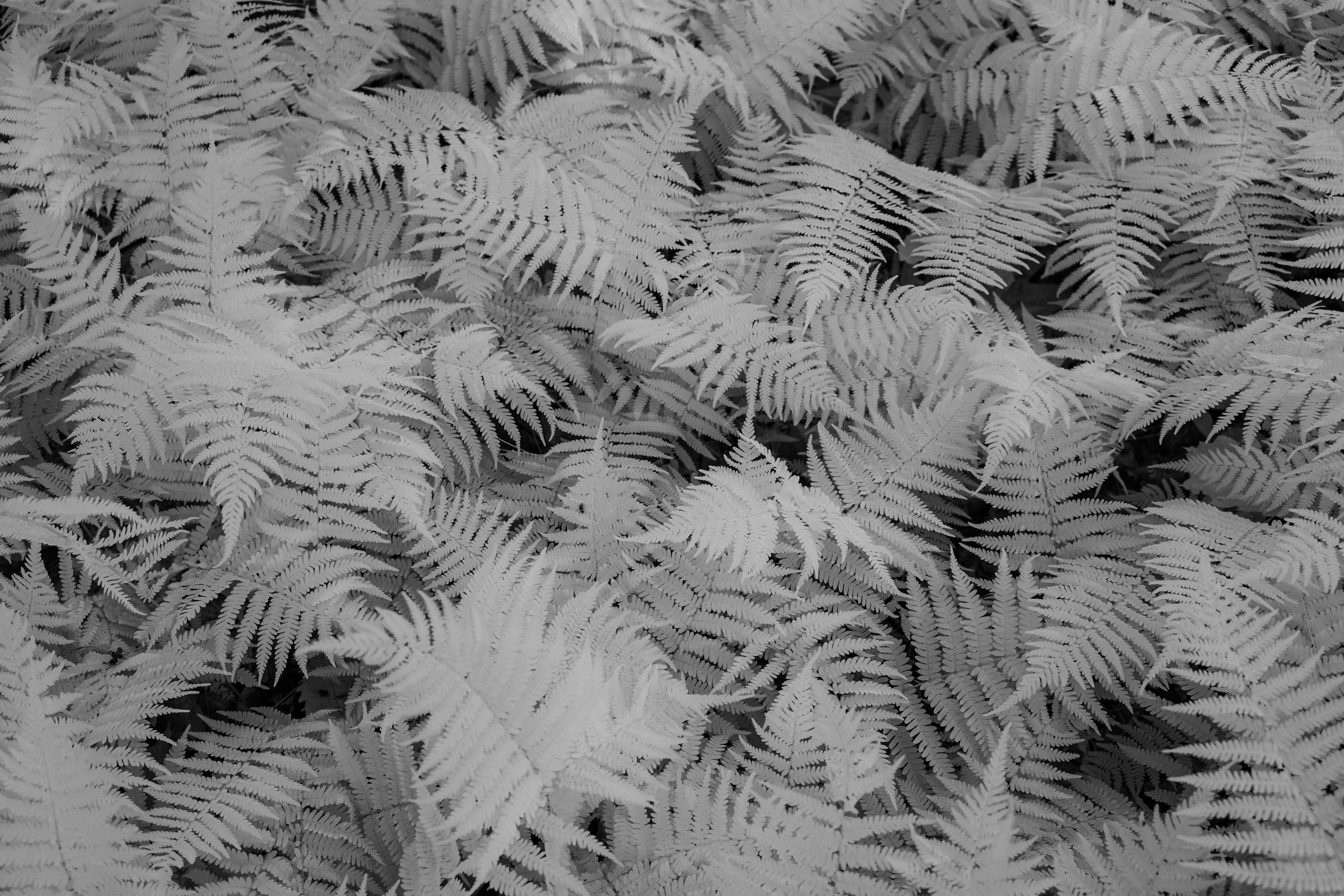 A Close-up Shot of Fern Leaves in Grayscale Photography · Free Stock Photo