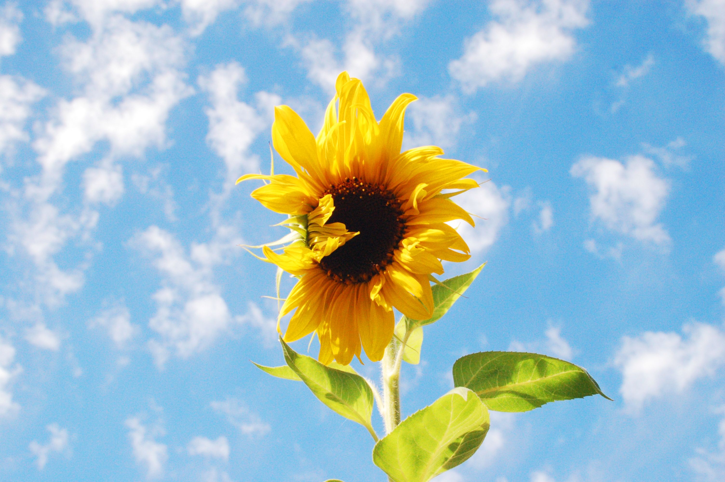 Sunflowers · Free Stock Photo