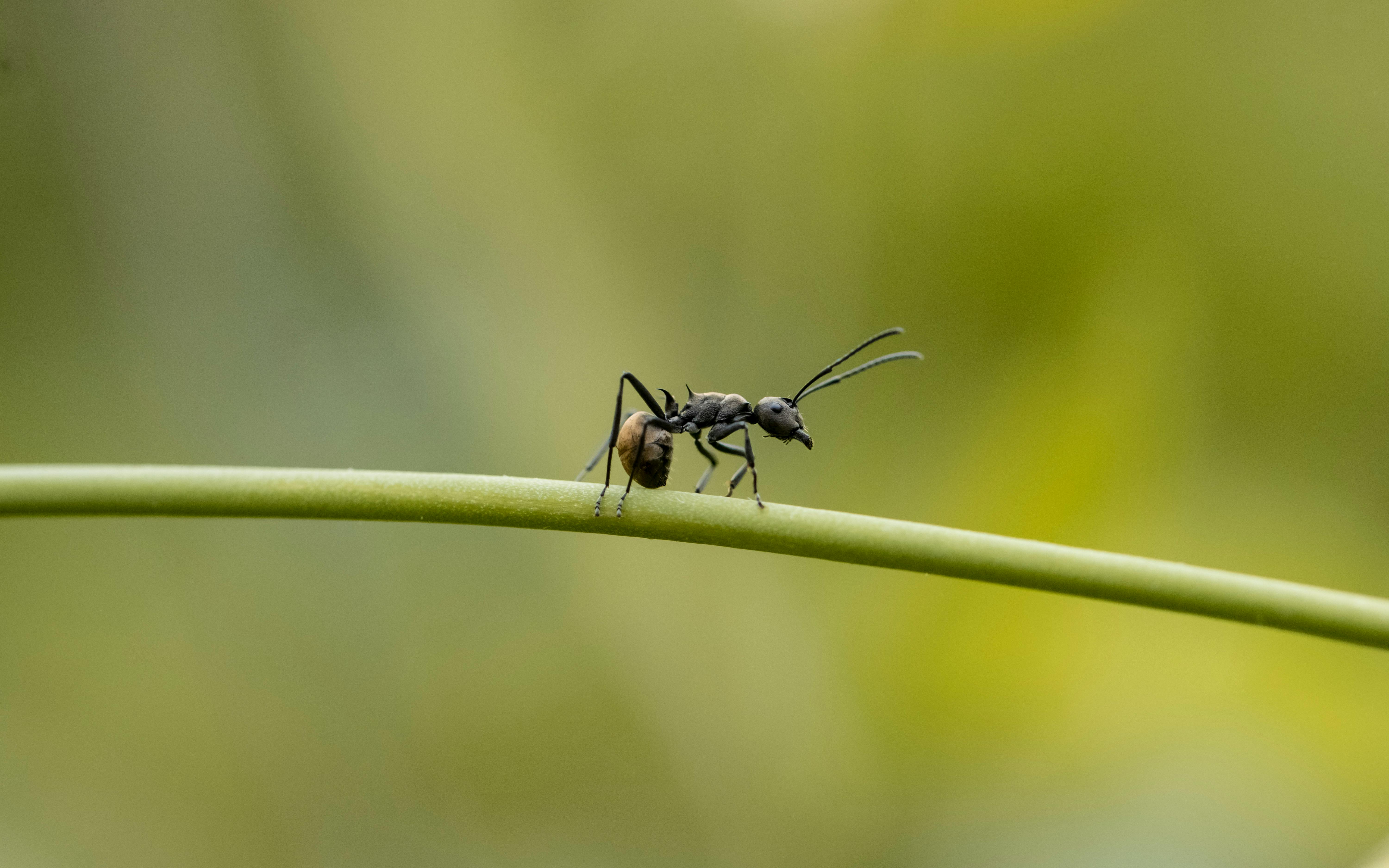 A Black Ant on a Green Stem · Free Stock Photo