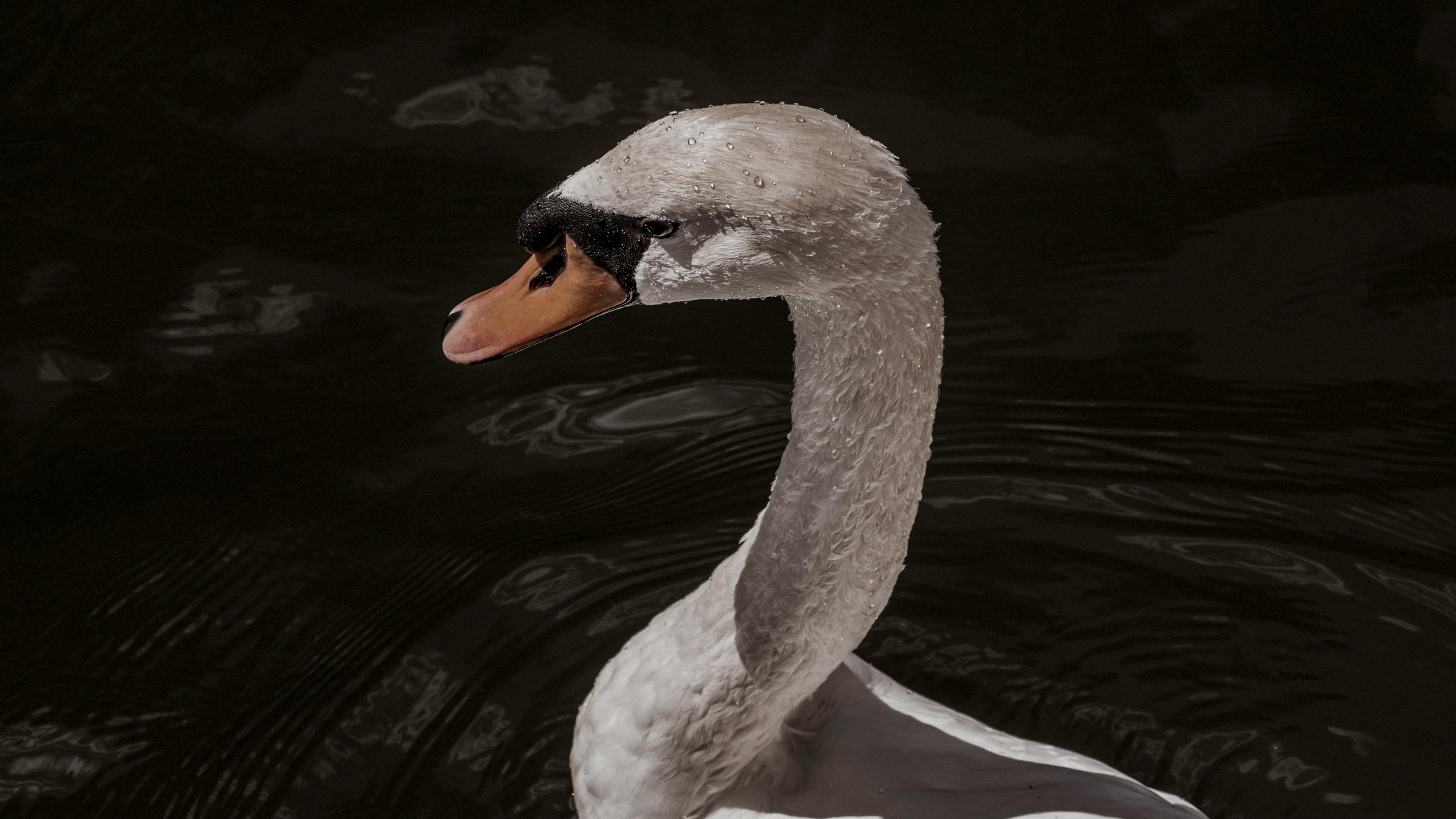 Photo of Swan on Body of Water · Free Stock Photo