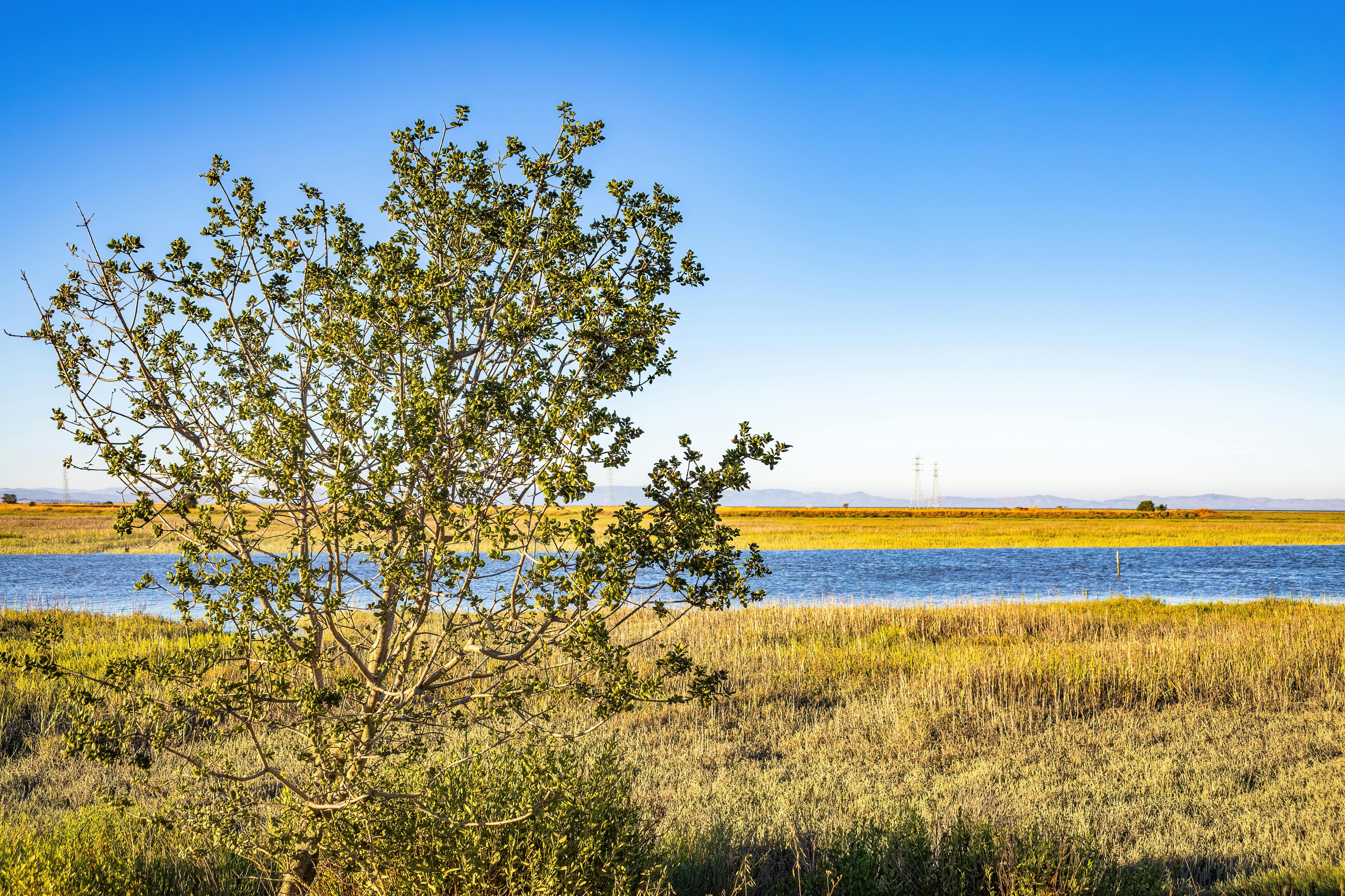 Tree near River · Free Stock Photo