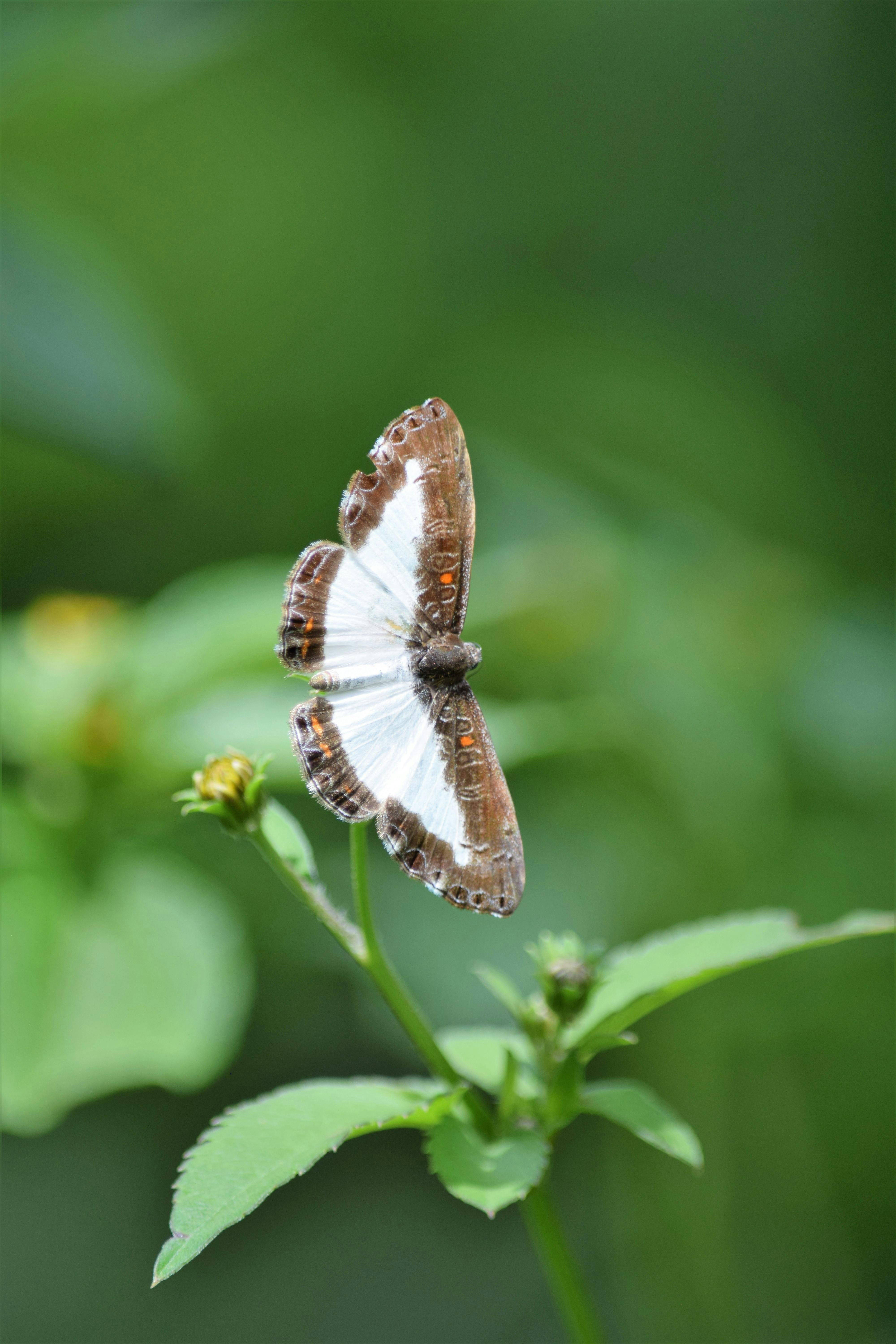 17+ Best Free Mariposa Stock Photos & Images · 100% Royalty-Free HD ...