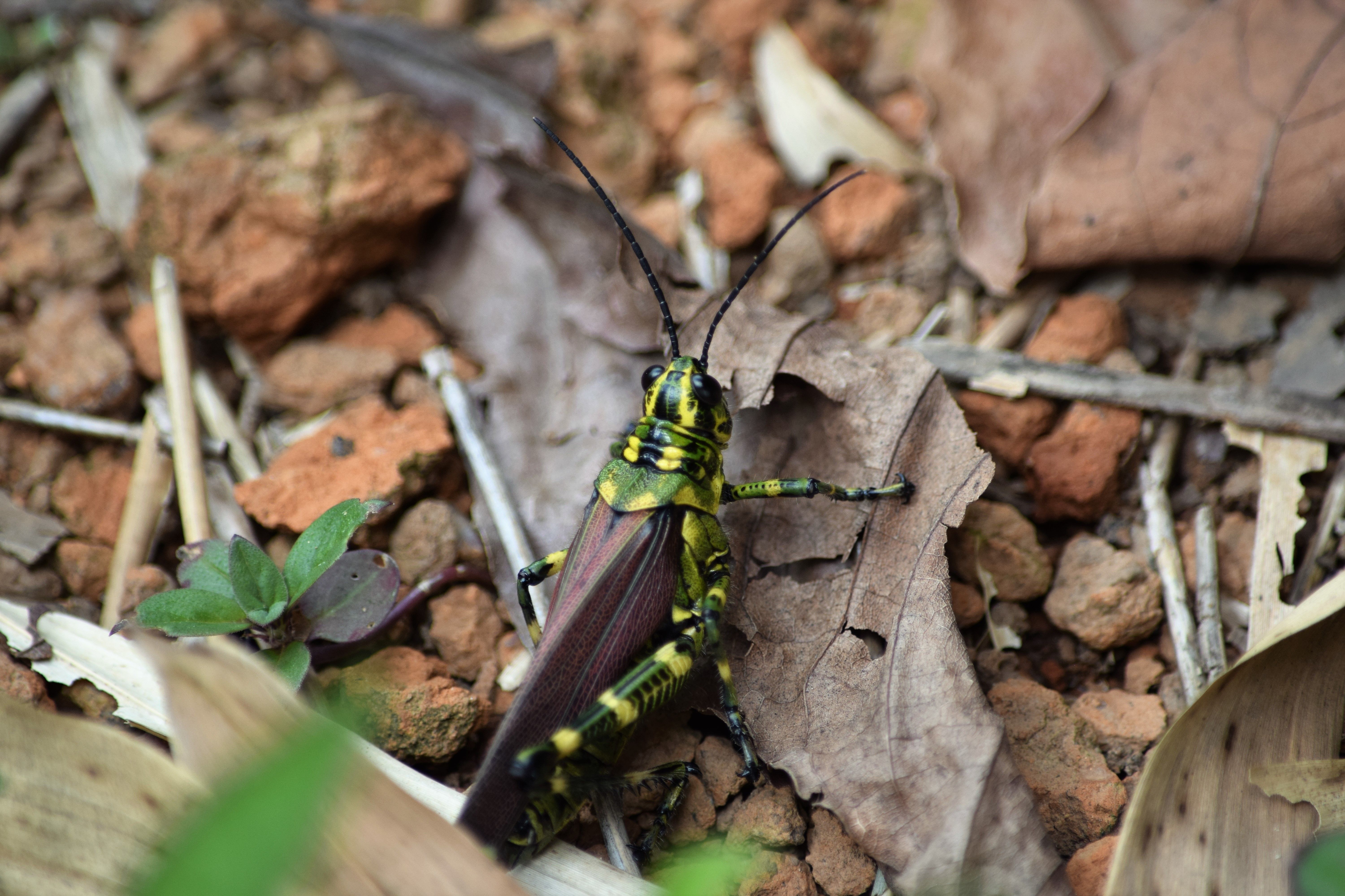 Grasshopper on the Ground · Free Stock Photo