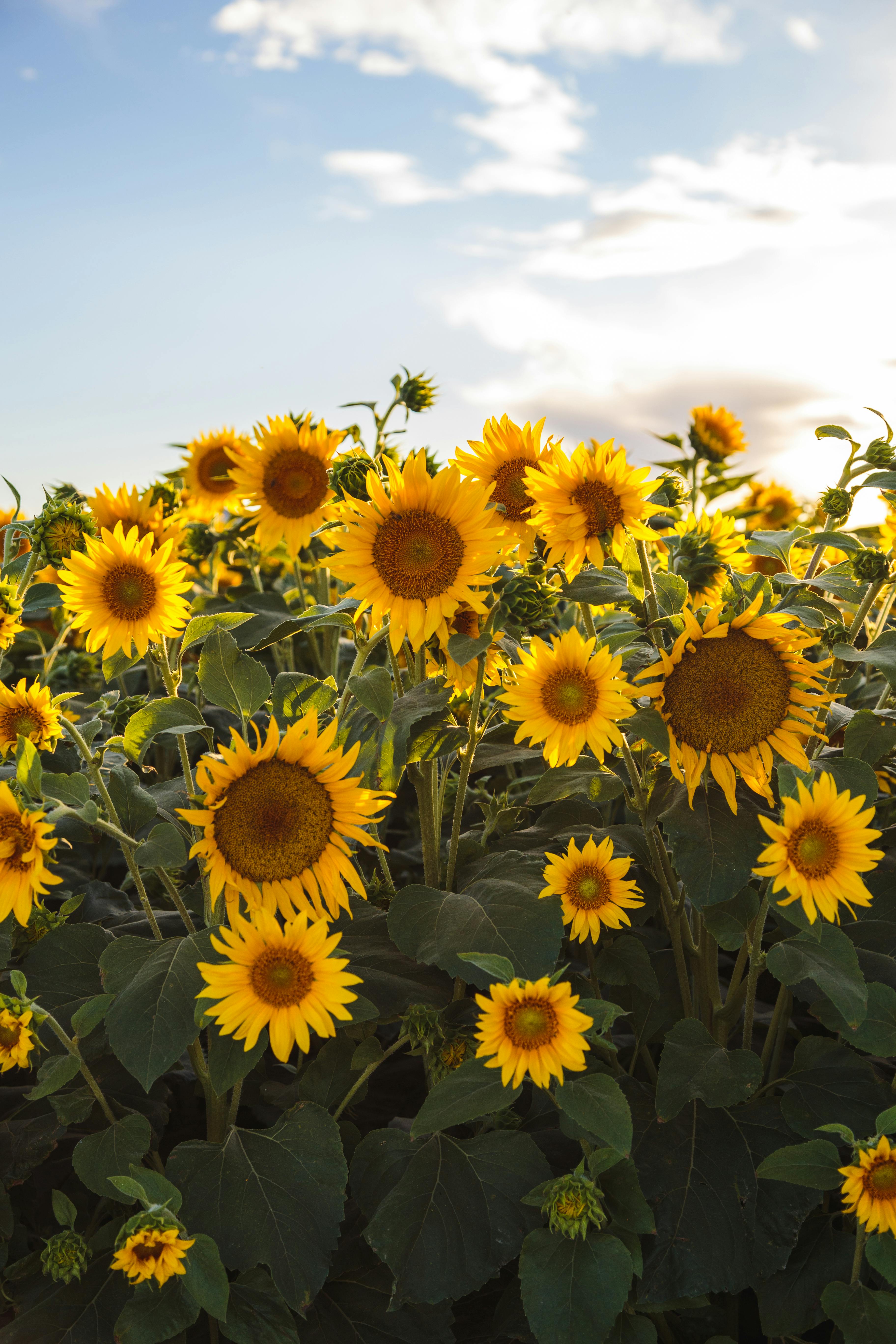 Sunflowers in Bloom · Free Stock Photo