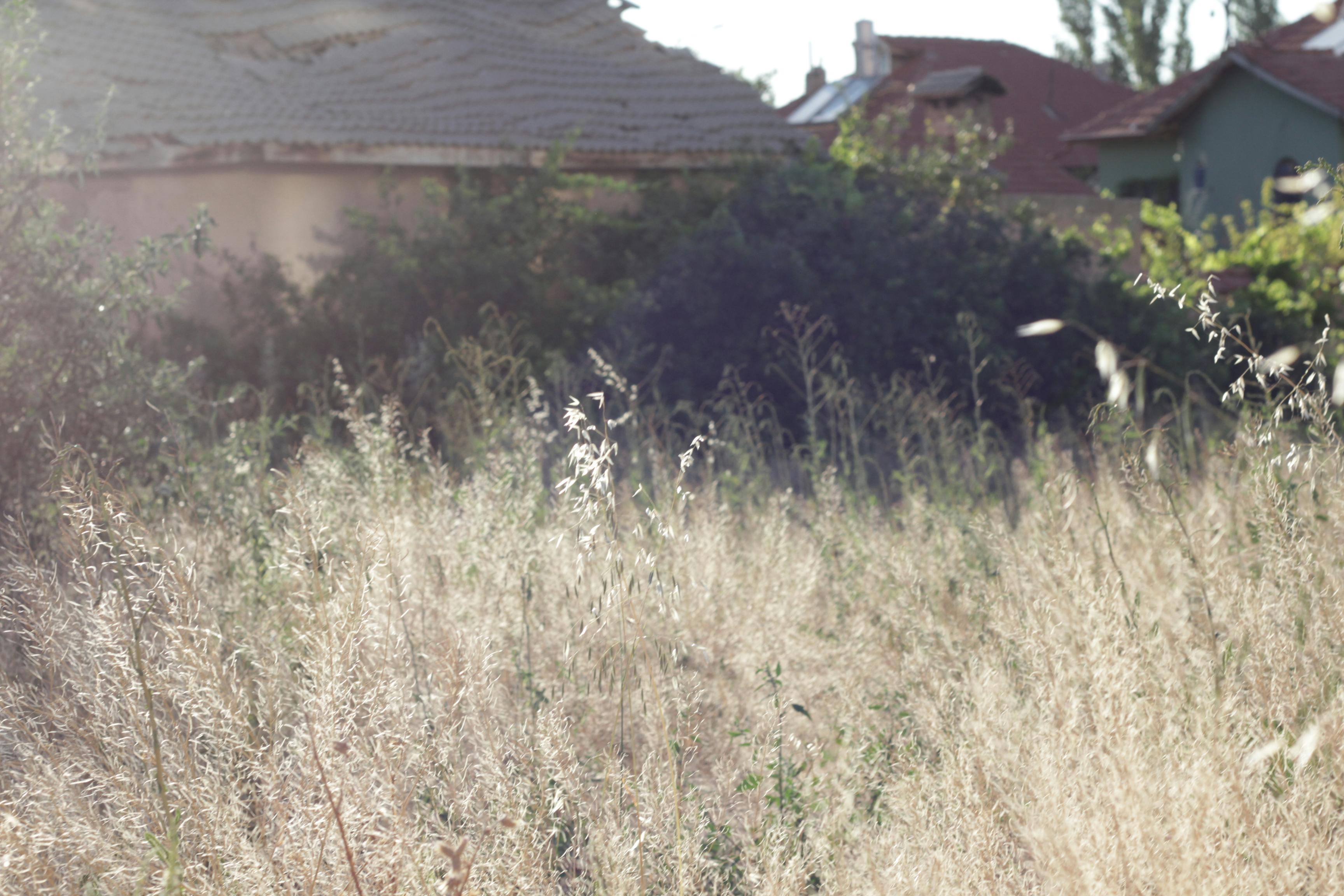Brown Grass Field · Free Stock Photo