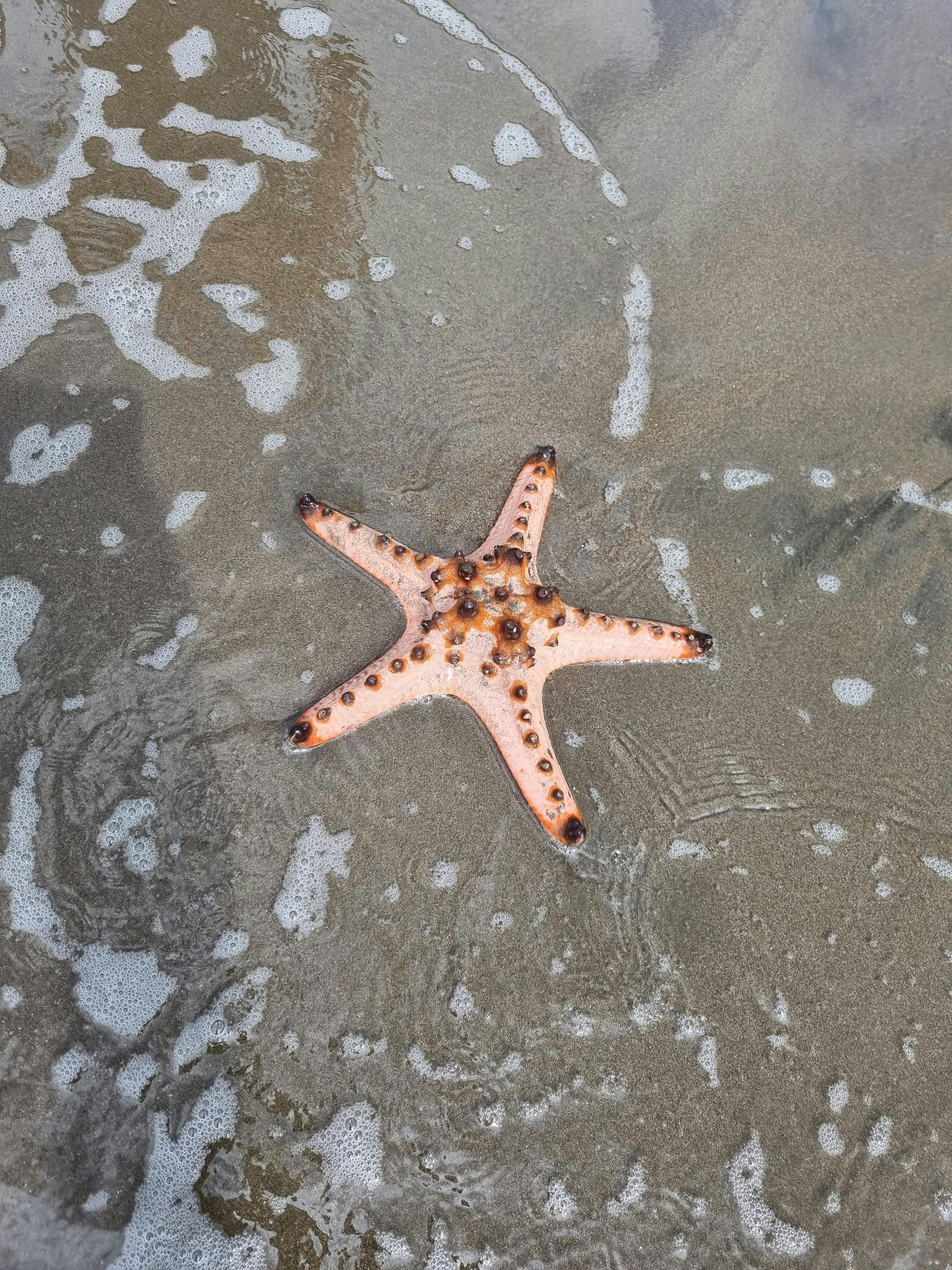 Brown and White Starfish on Gray Sand · Free Stock Photo