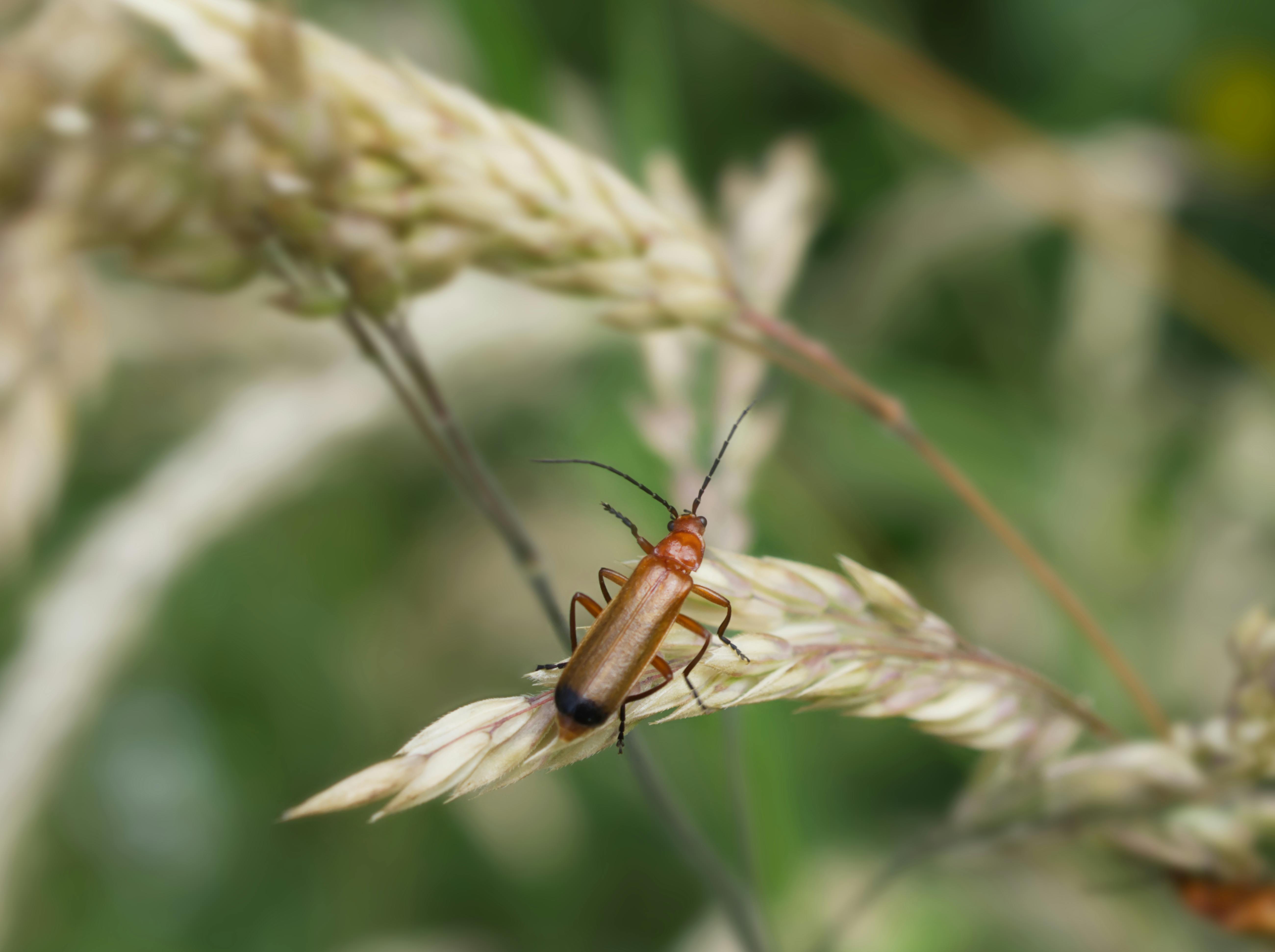 Soldier Beetle Photos, Download The BEST Free Soldier Beetle Stock ...