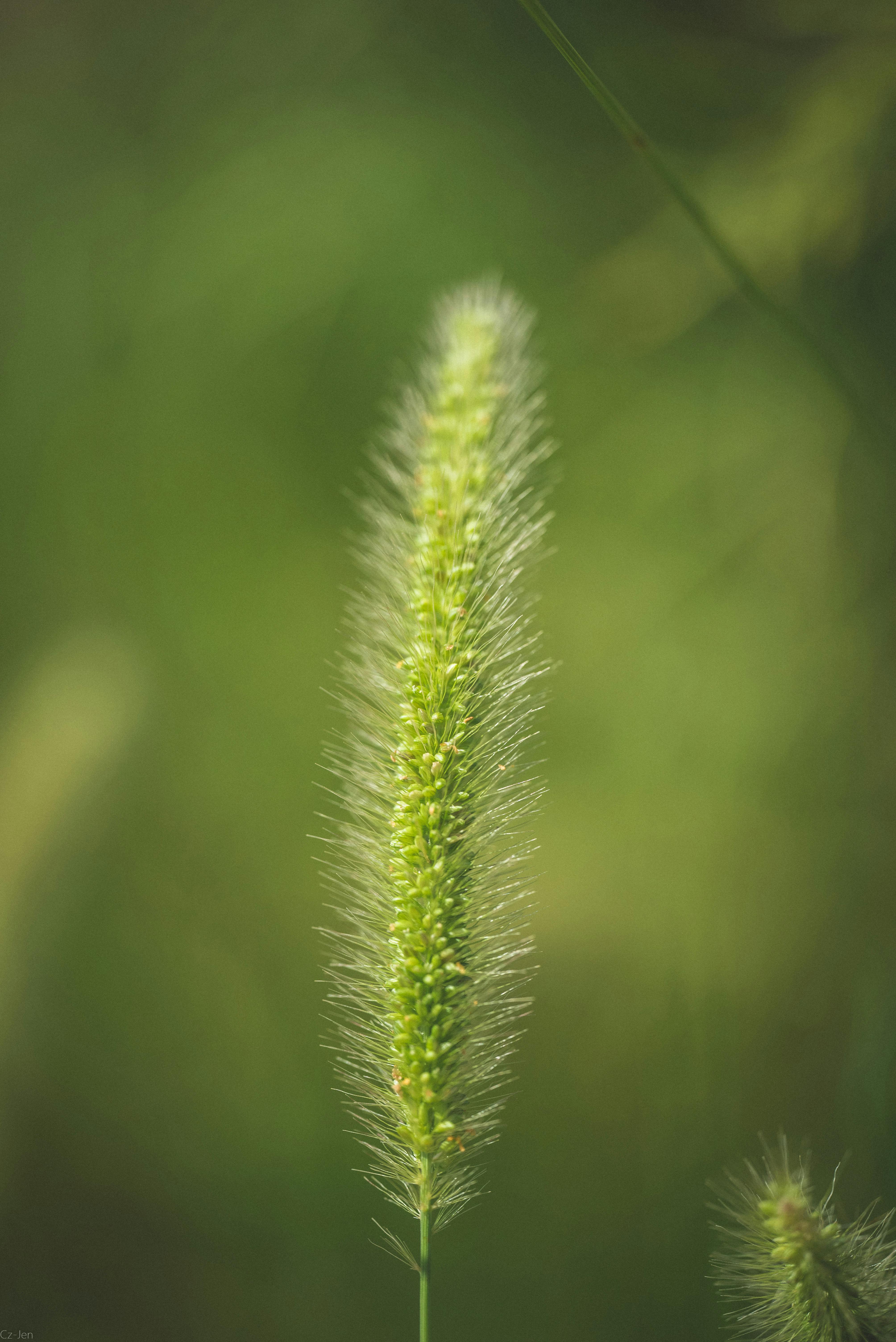 Close-up Photography of Grass · Free Stock Photo