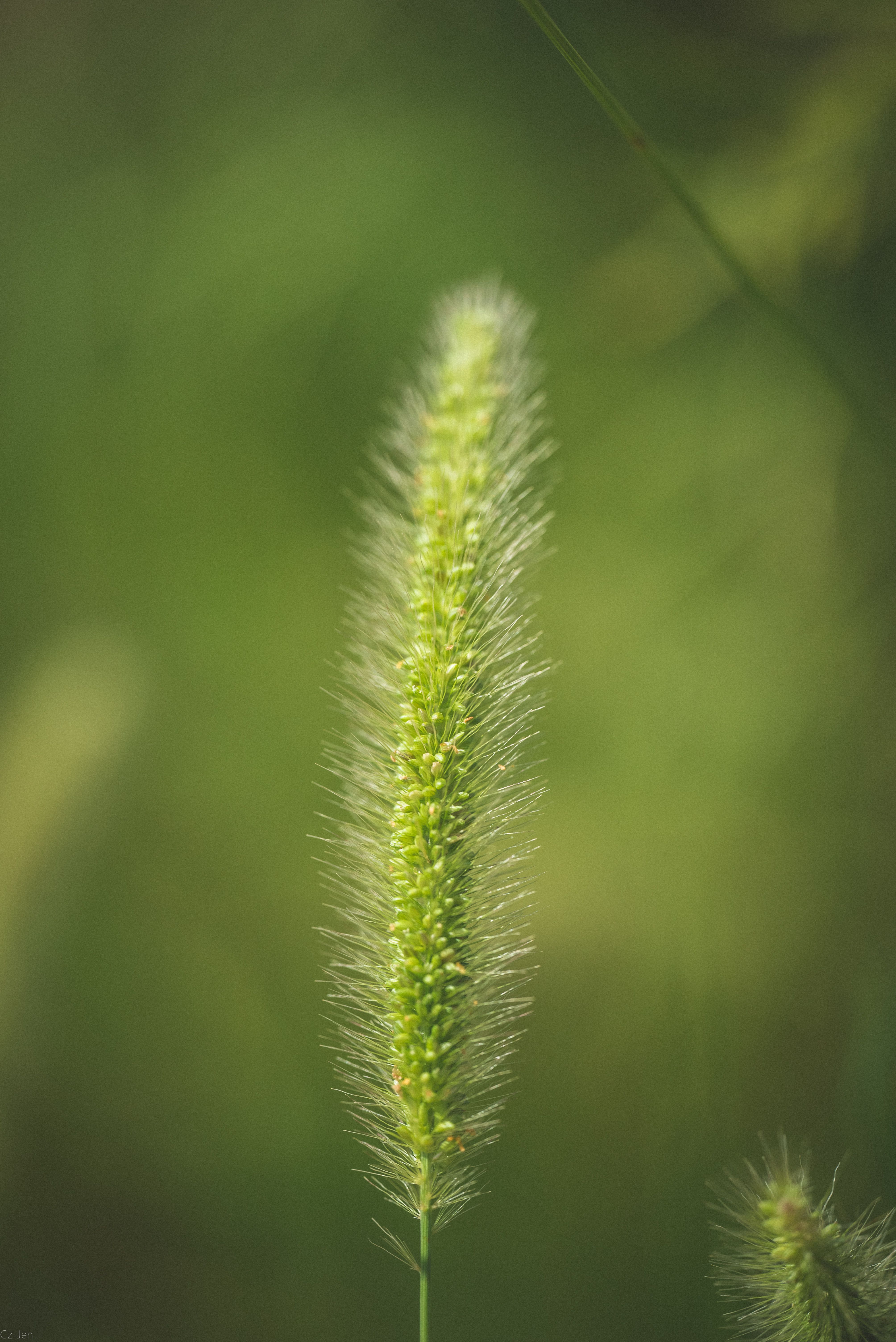 Green Grass · Free Stock Photo