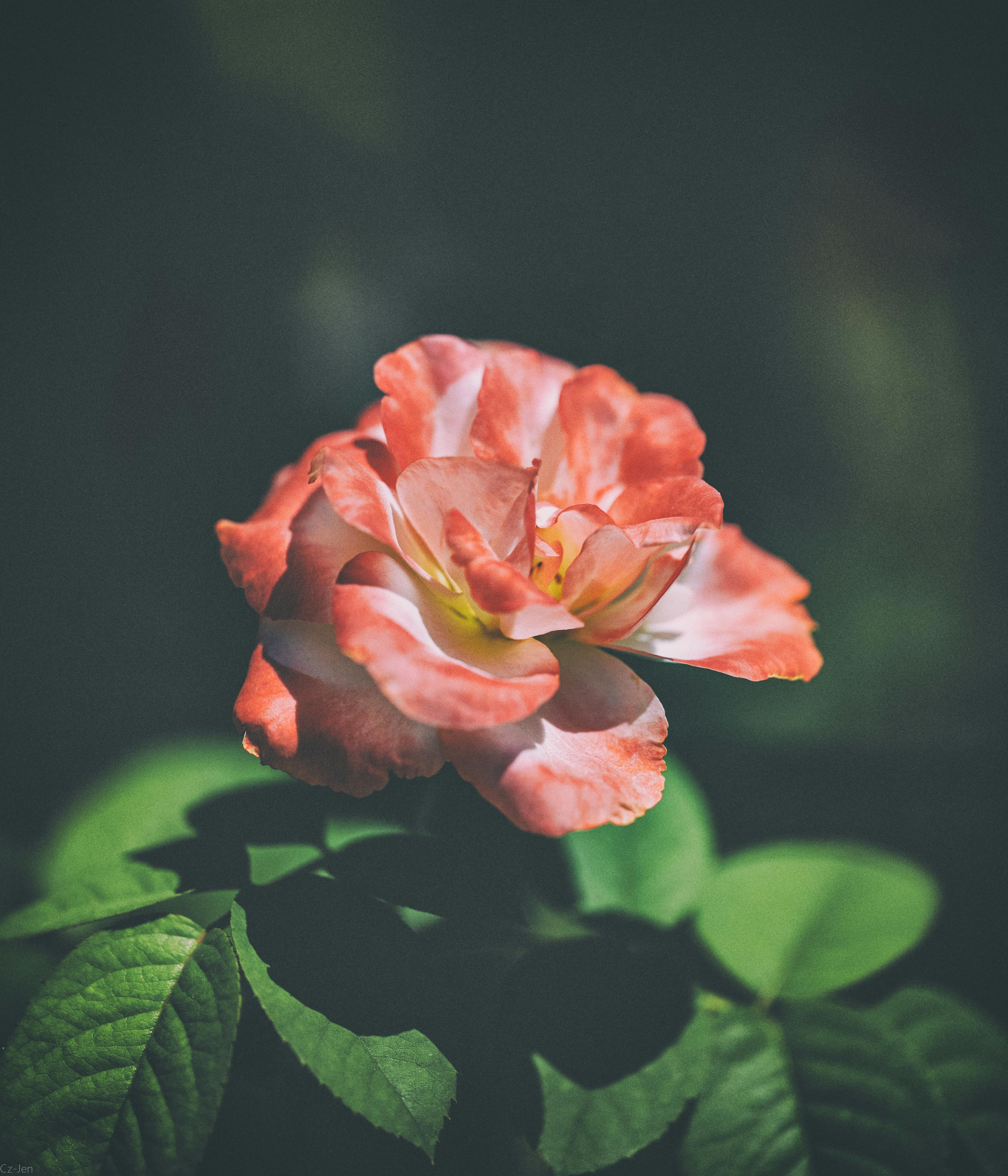 A Rose in Bloom · Free Stock Photo