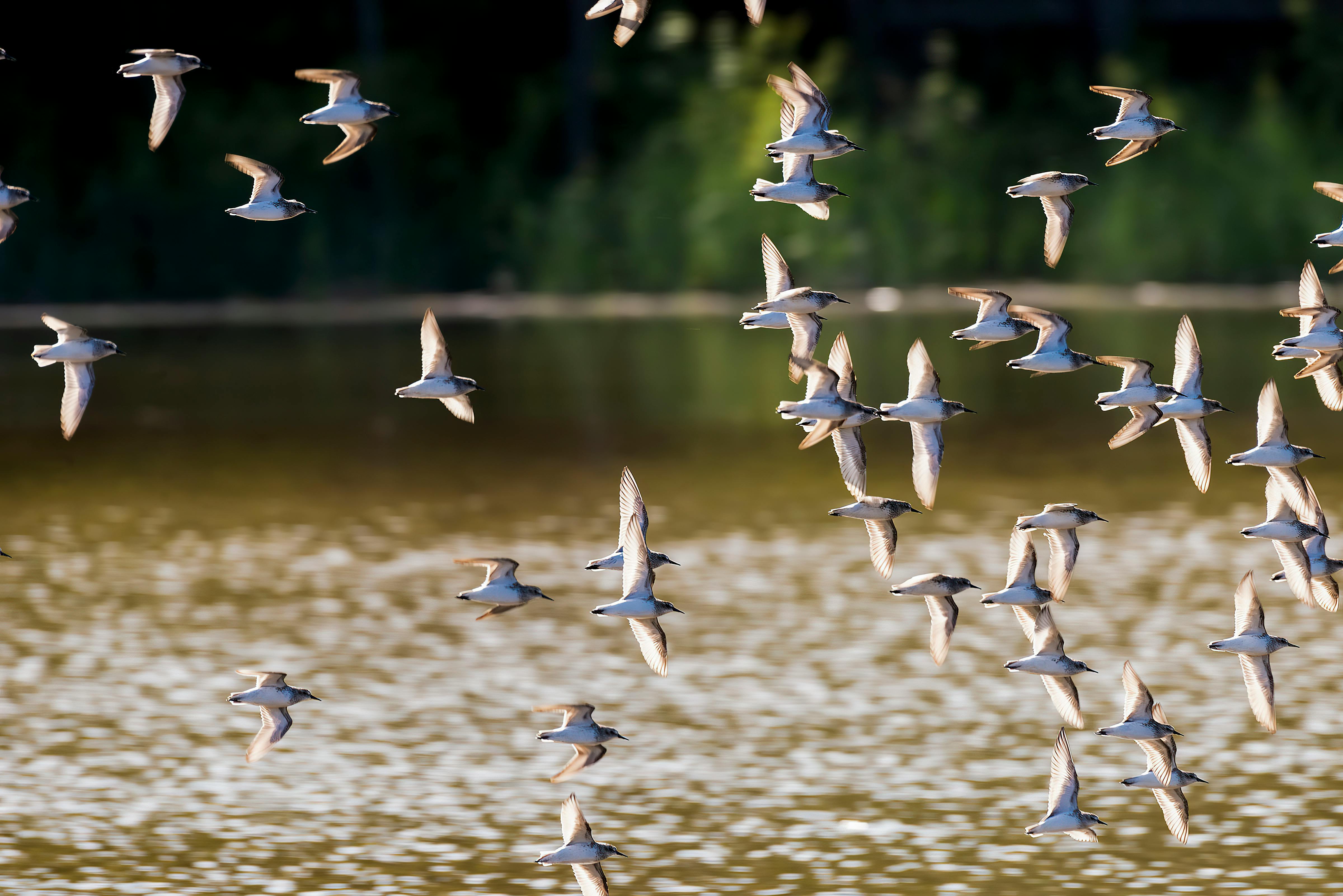 Photo of a Flock of Birds Flying Below Grass Field · Free Stock Photo