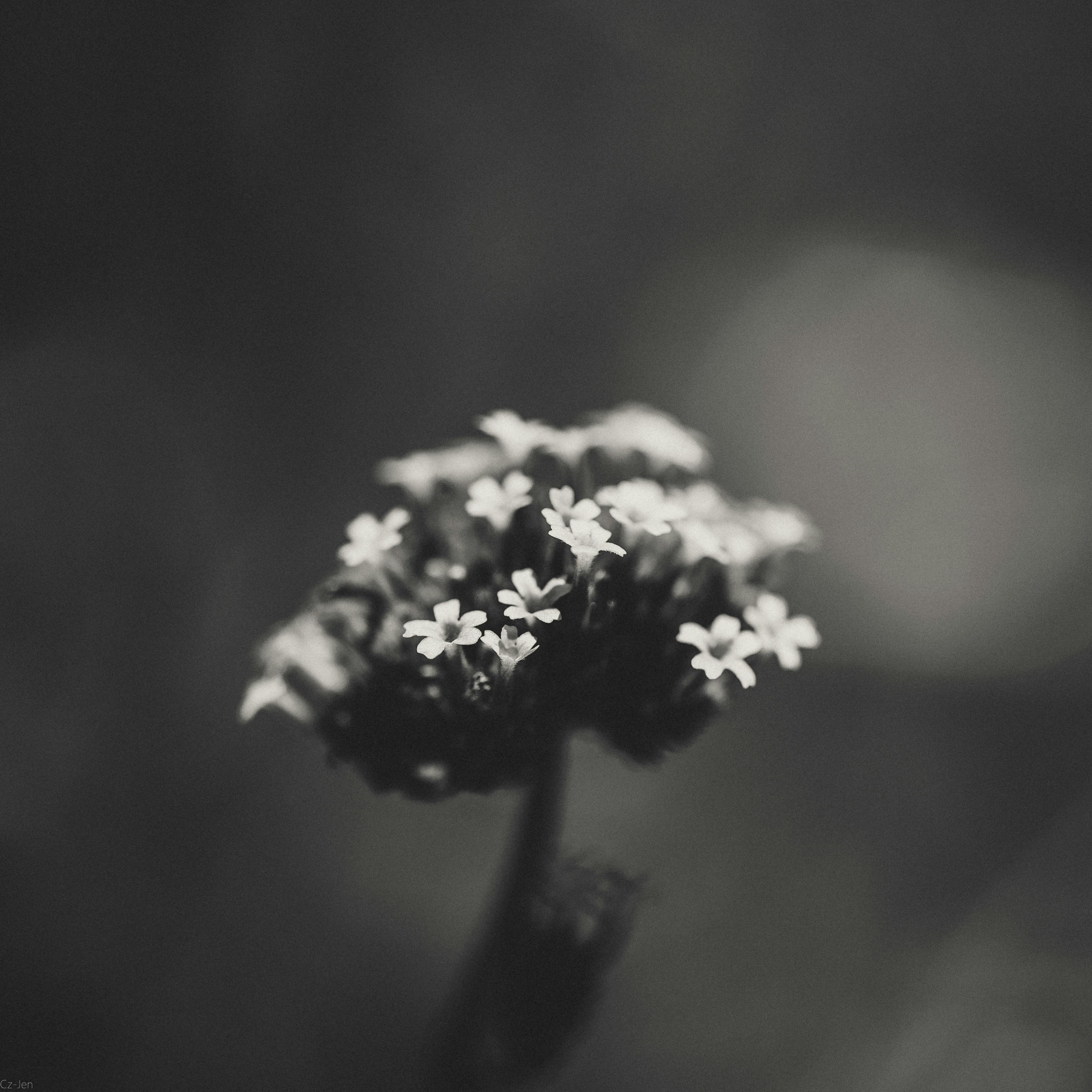 Grayscale Photo of Small Flowers · Free Stock Photo