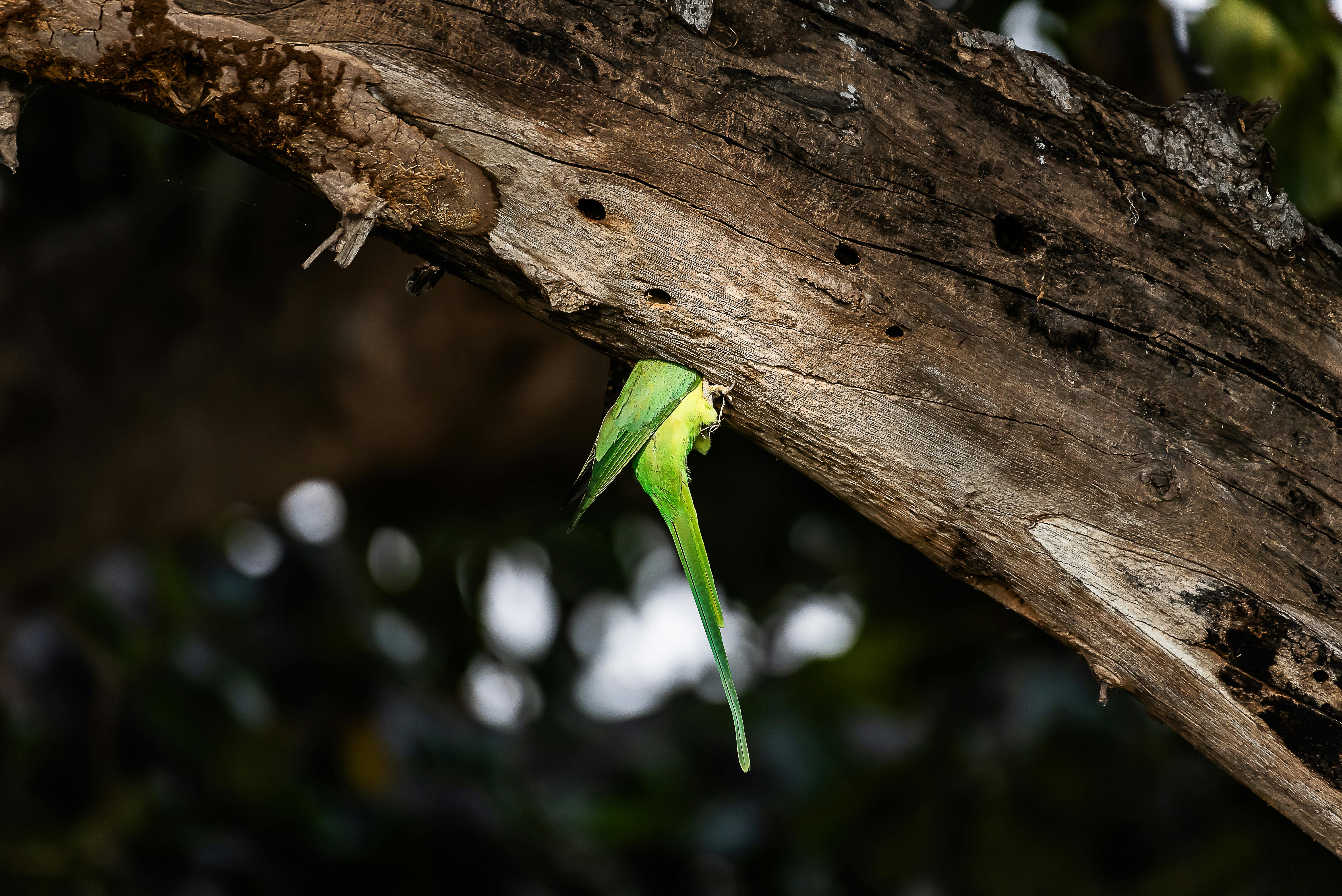 Foto de stock gratuita sobre @al aire libre, anidando, animal, árbol ...