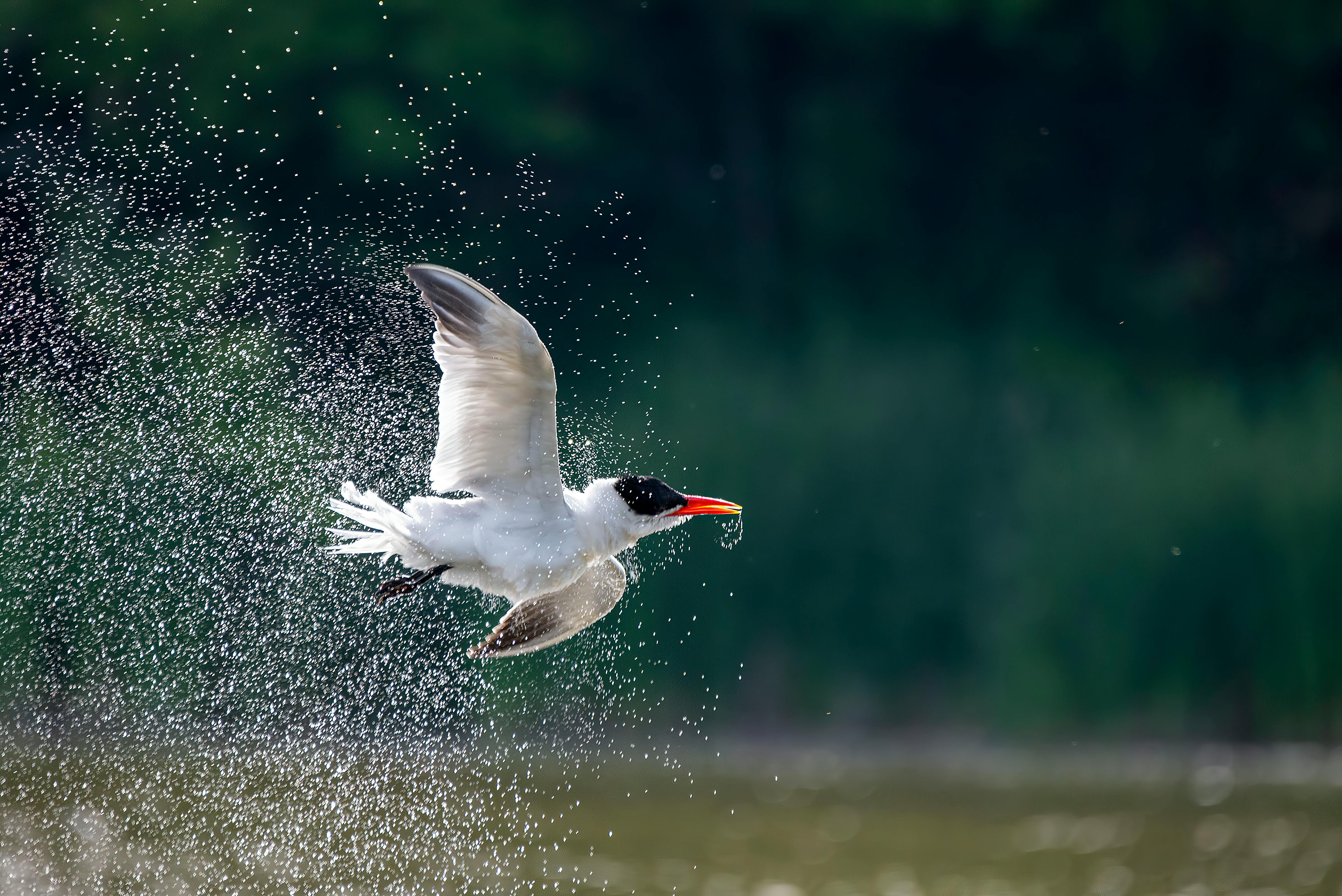 Sternidae Bird Flying over Water · Free Stock Photo