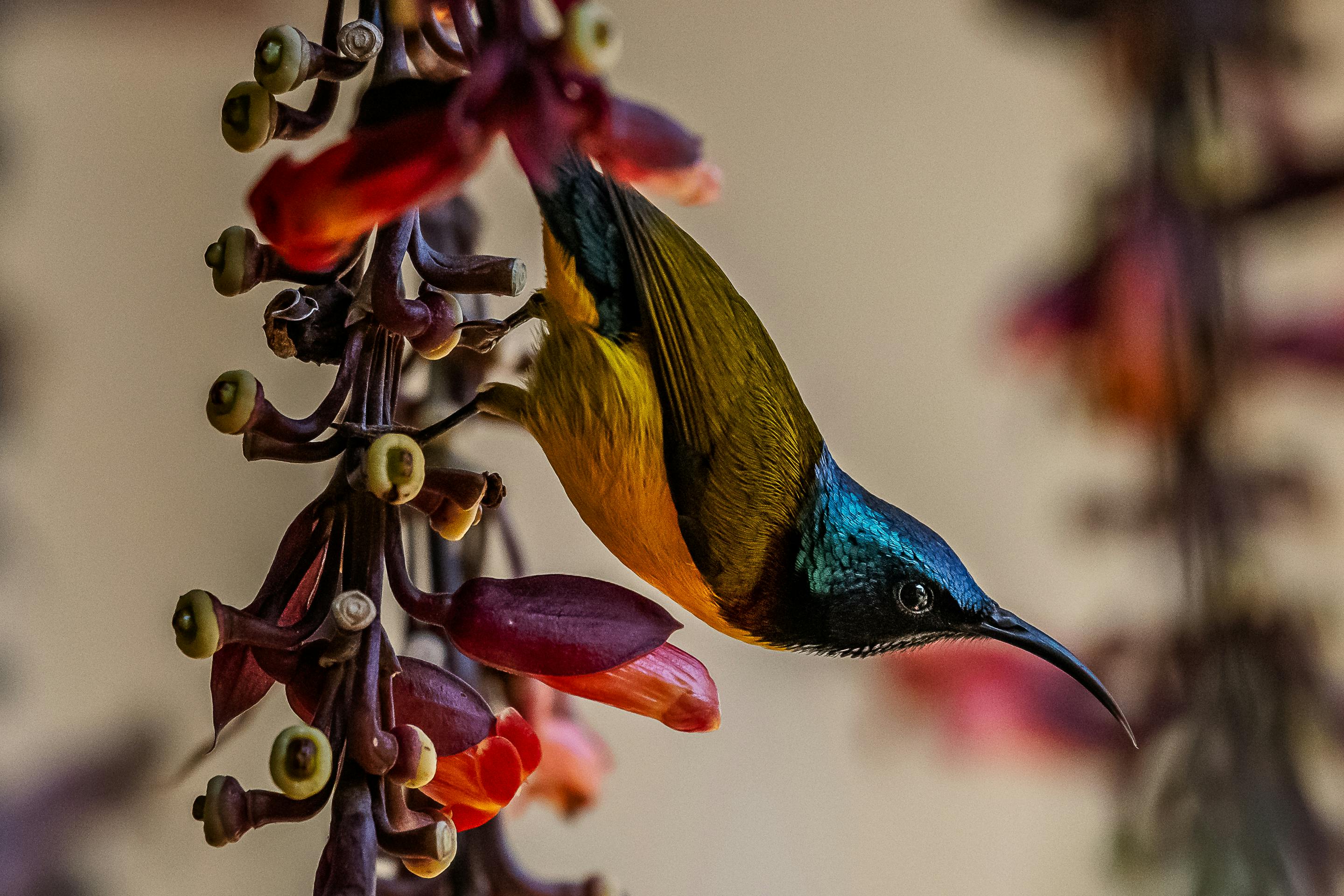 Wideo Beak Photos, Download Free Wideo Beak Stock Photos & HD Images