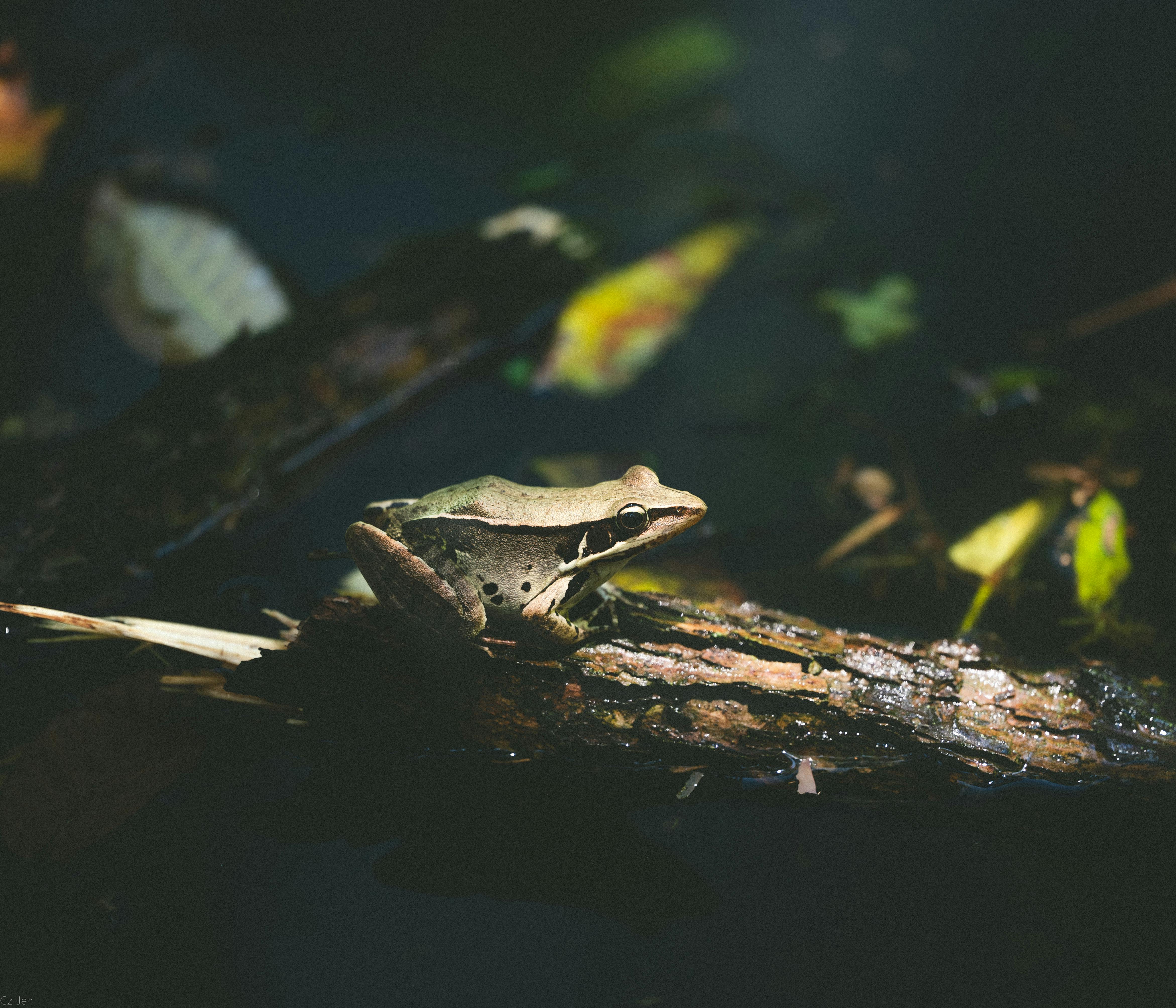 Photo Of A Frog · Free Stock Photo