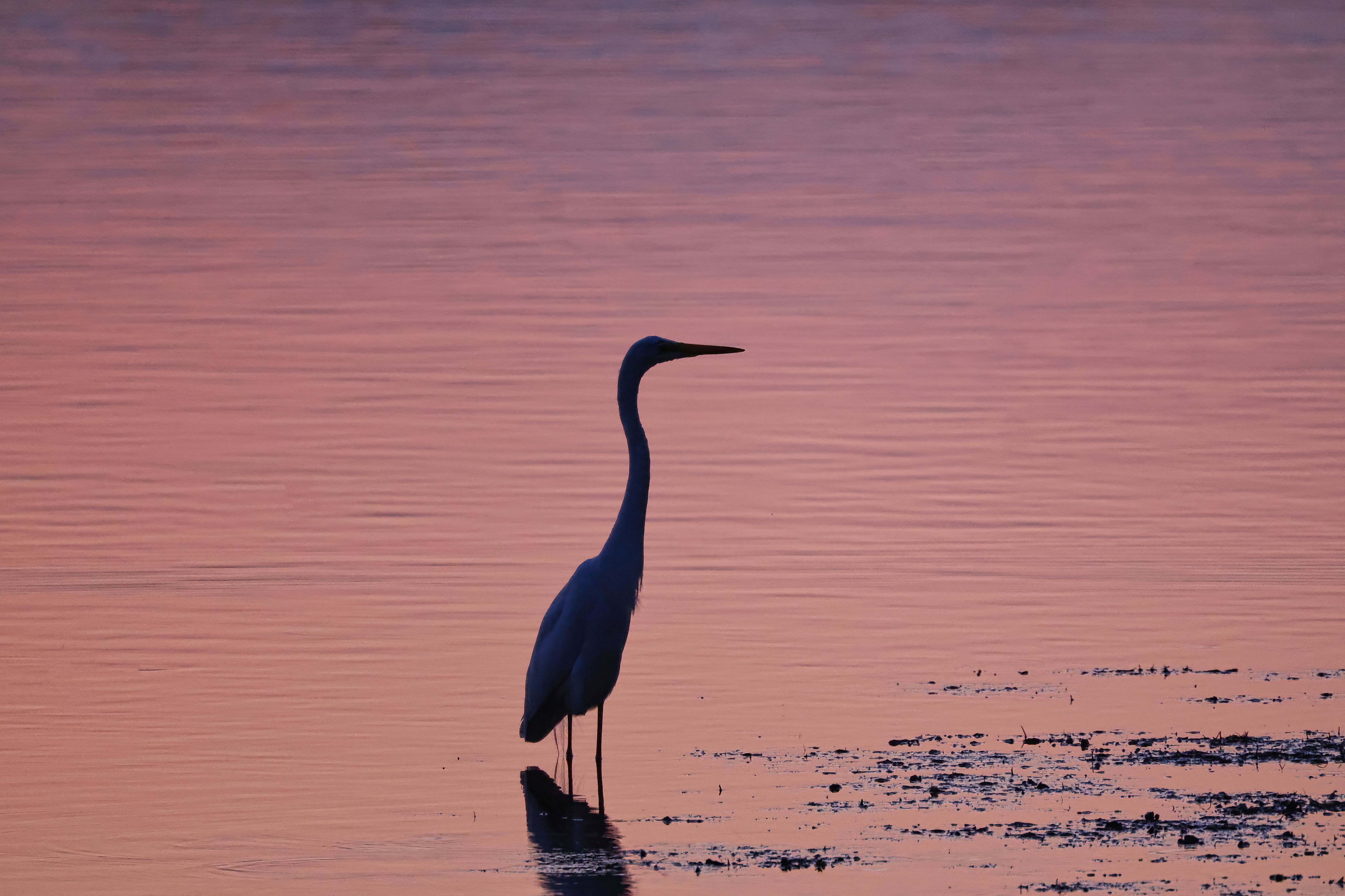 Photo of Great Egret Standing on Grass Near Body of Water · Free Stock ...