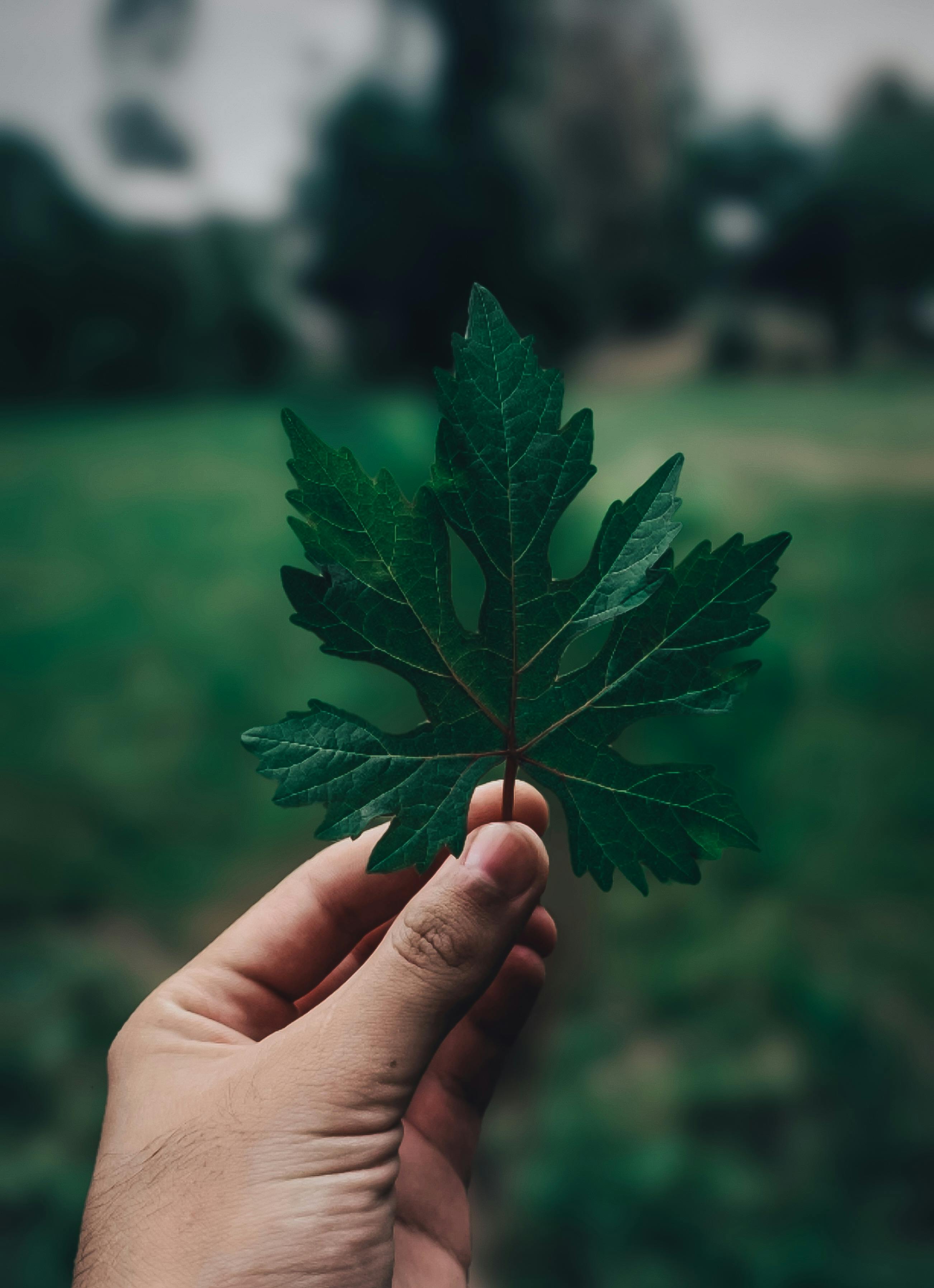 Holding a Green Leaf of a Pigeon Grape · Free Stock Photo