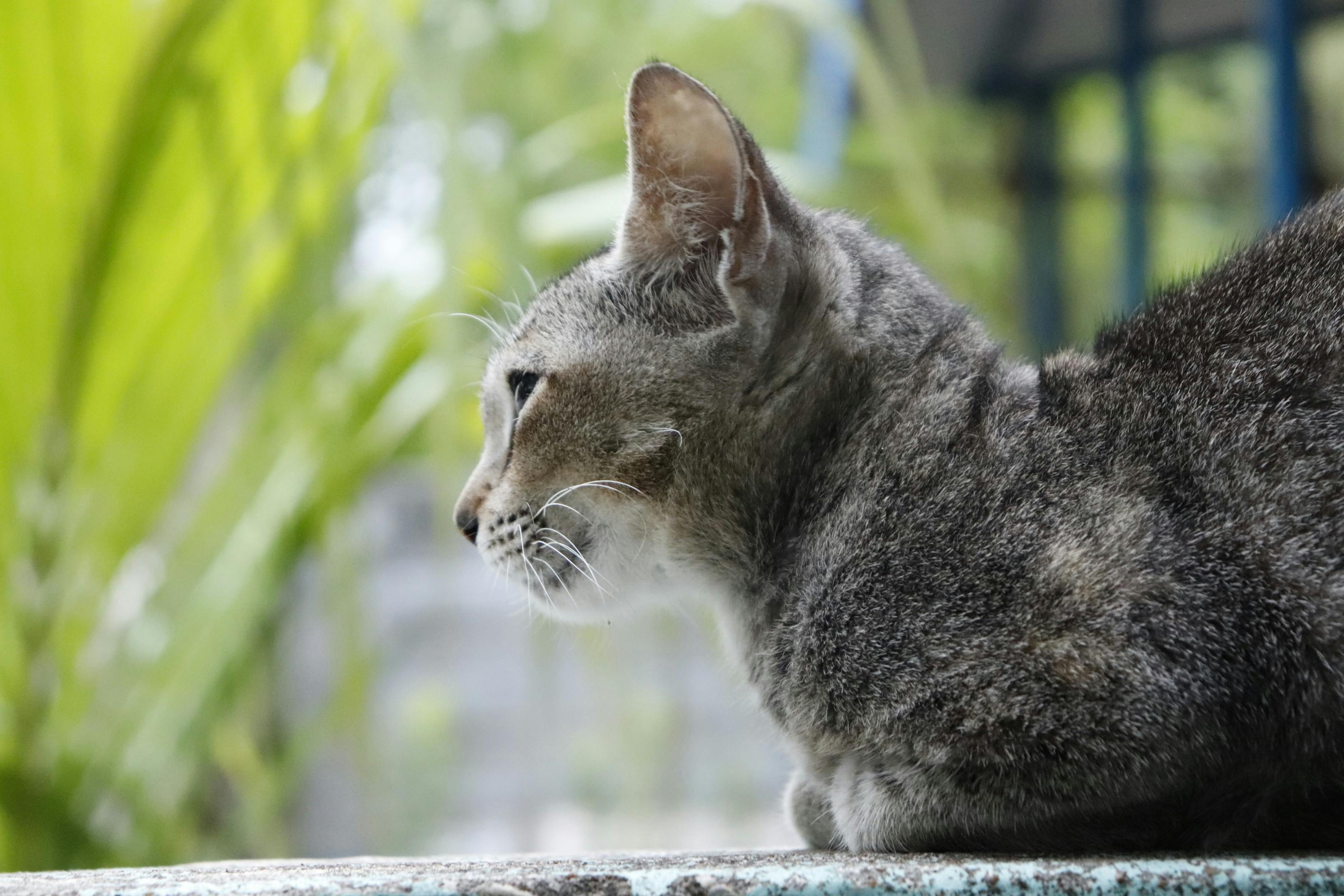 Cat Crouching on Concrete Surface · Free Stock Photo