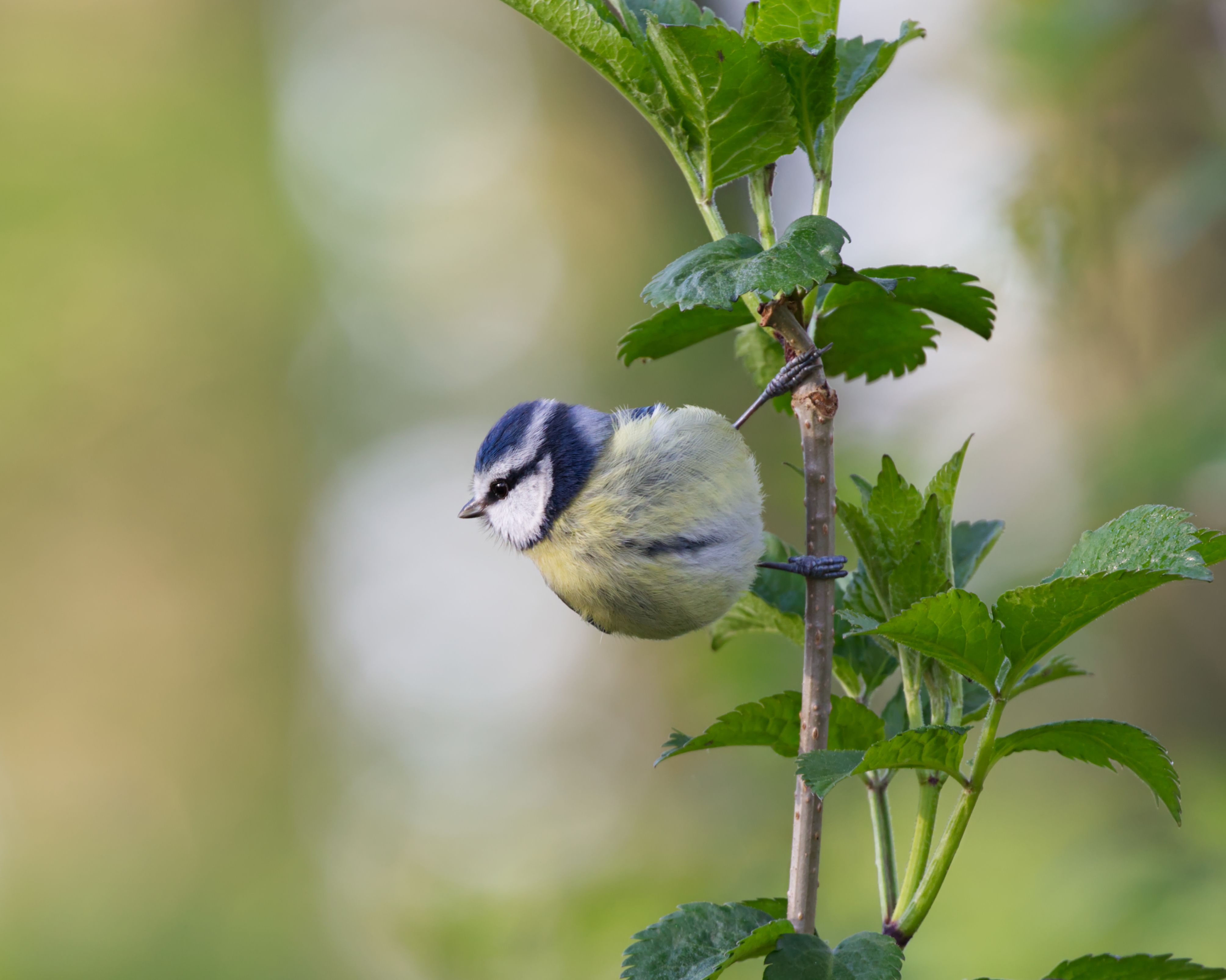 A Blue Bird on Tree Branch · Free Stock Photo