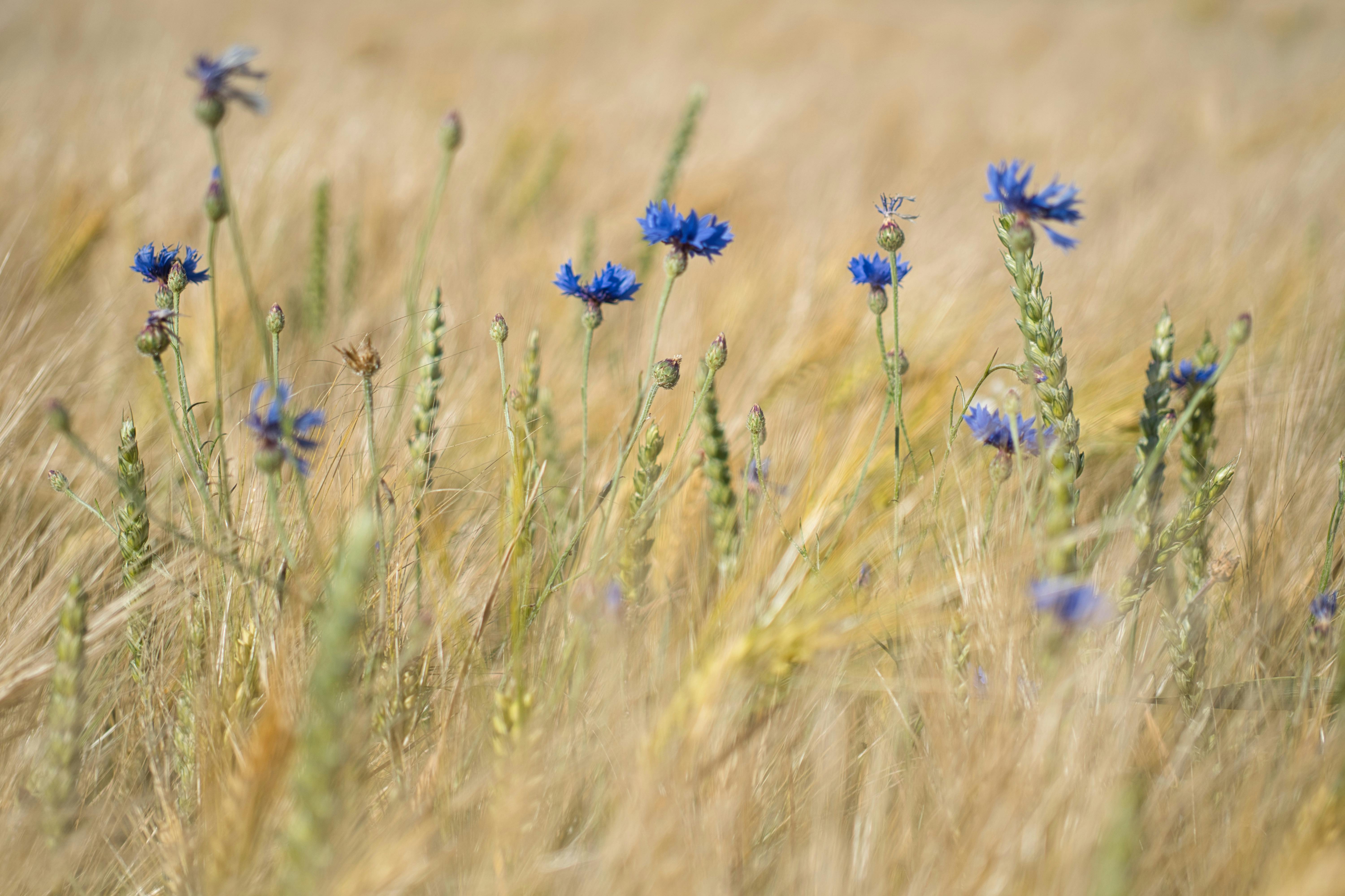 Blue Flowers in Tilt Shift Lens · Free Stock Photo