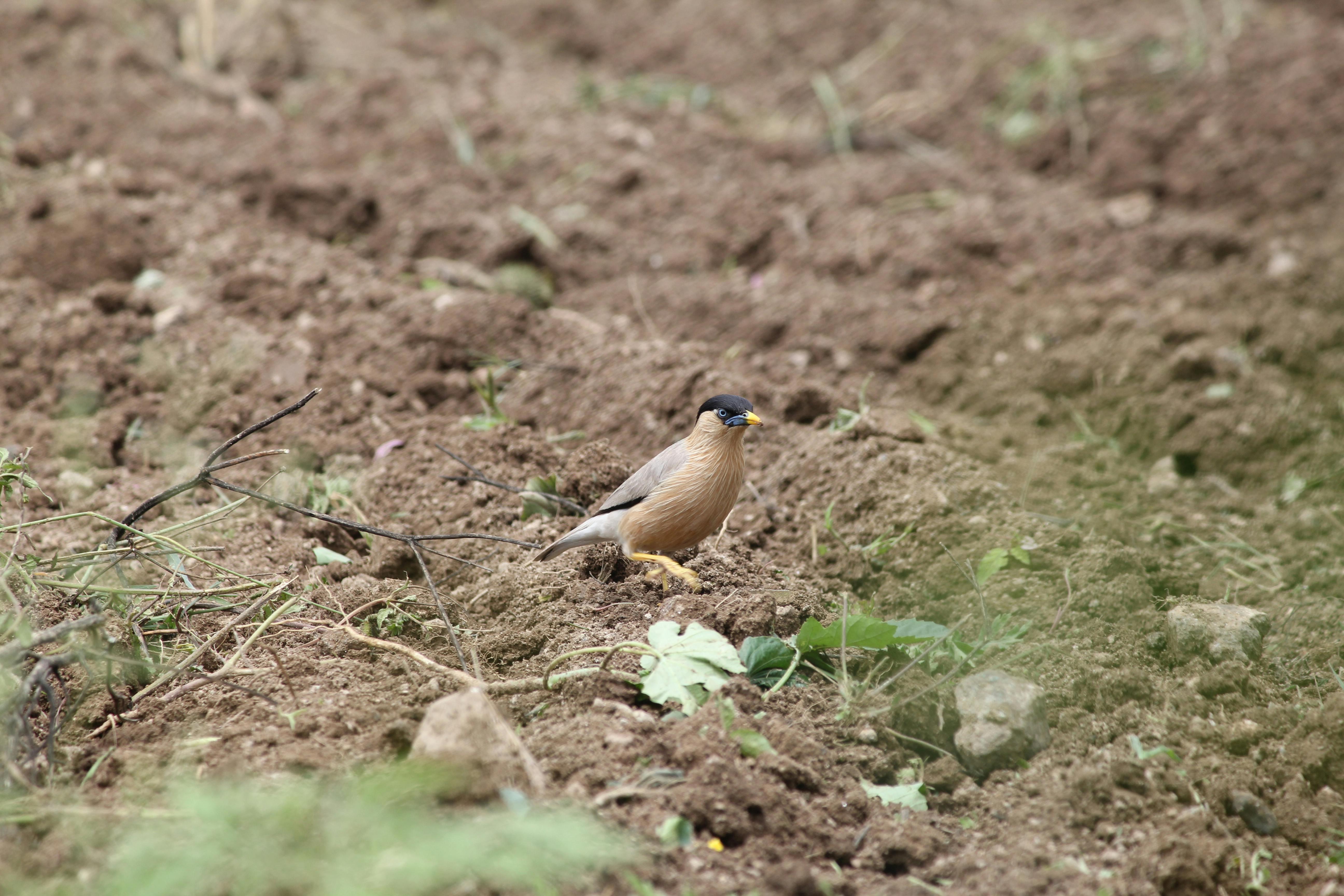 Brahminy Starling Bird on Brown Soil · Free Stock Photo