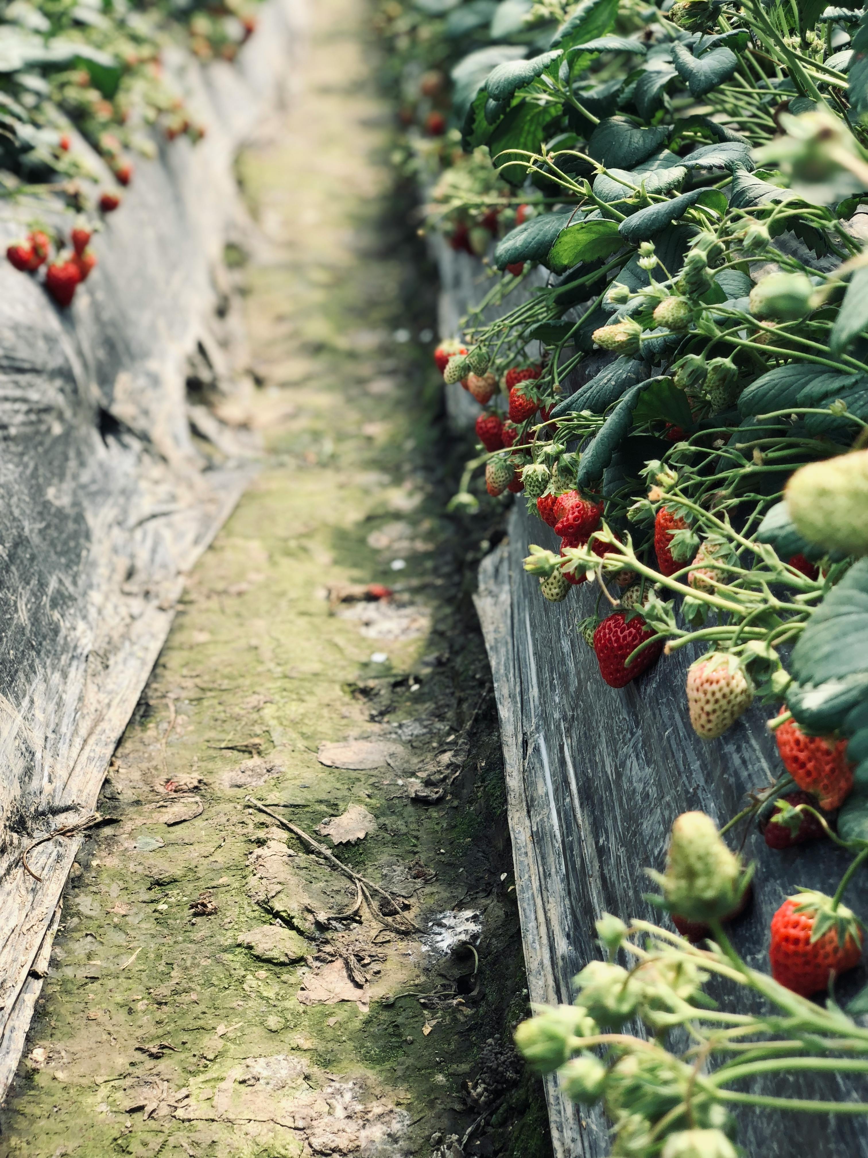 Close-up Photo of Red Berries · Free Stock Photo