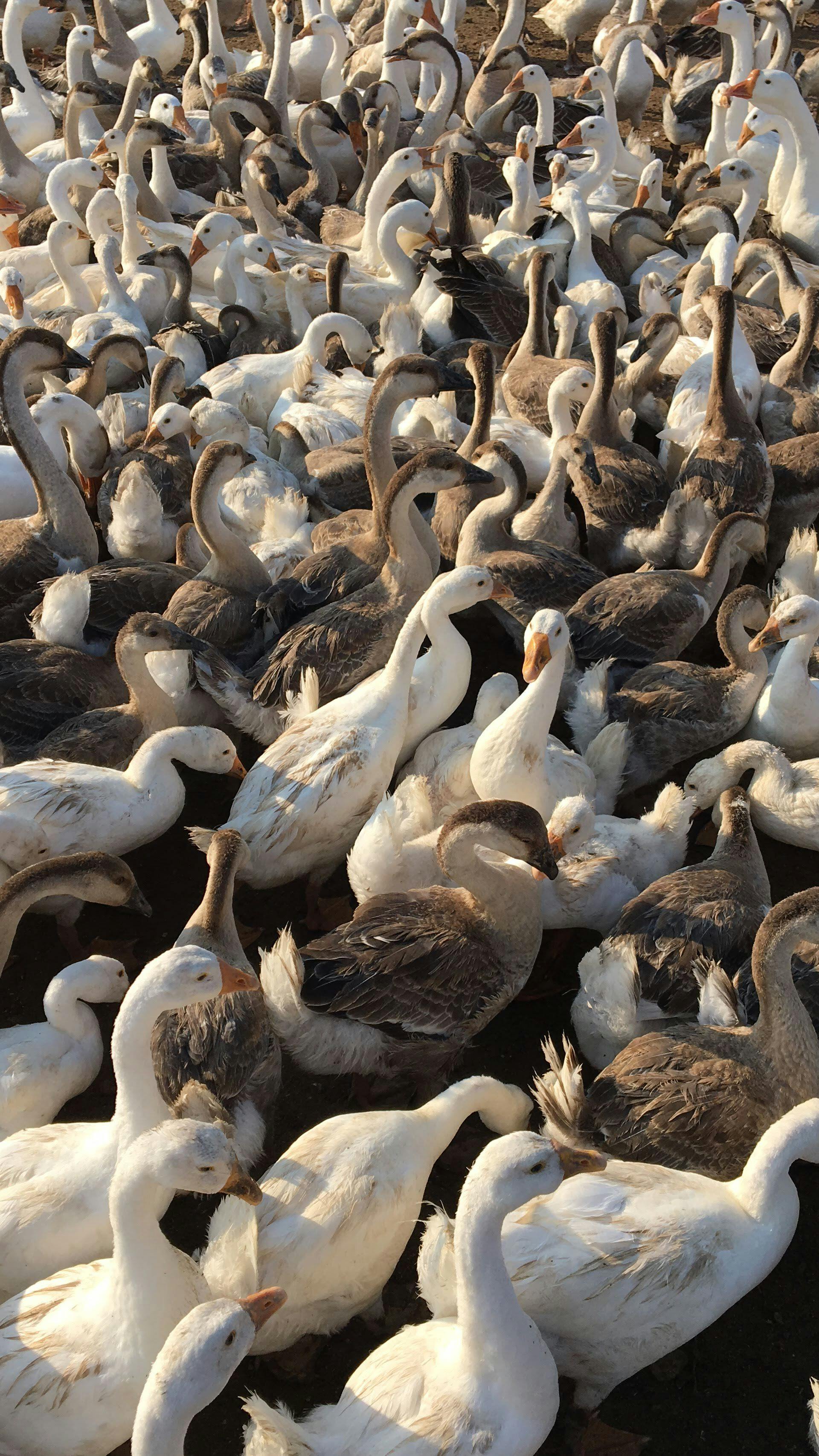 Bird Team Photos, Download The BEST Free Bird Team Stock Photos & HD Images