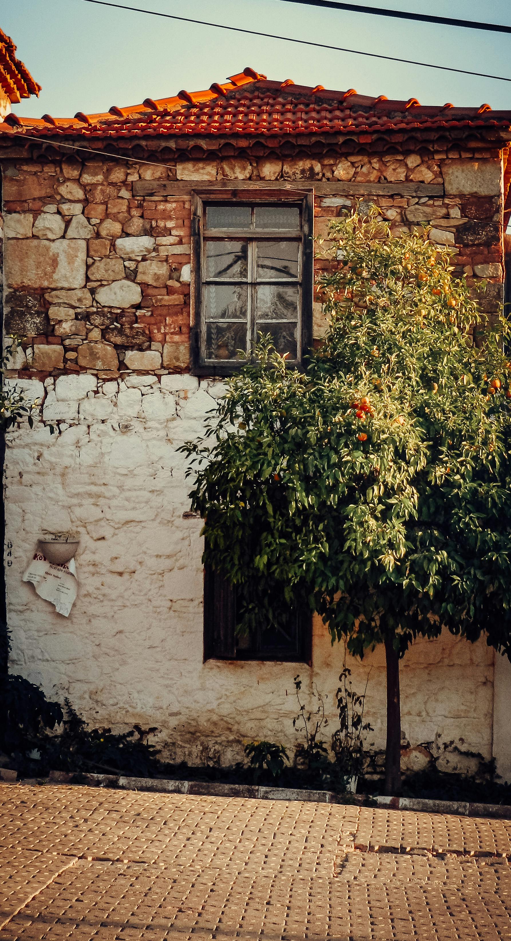 Photo of a Tree Near Buildings · Free Stock Photo