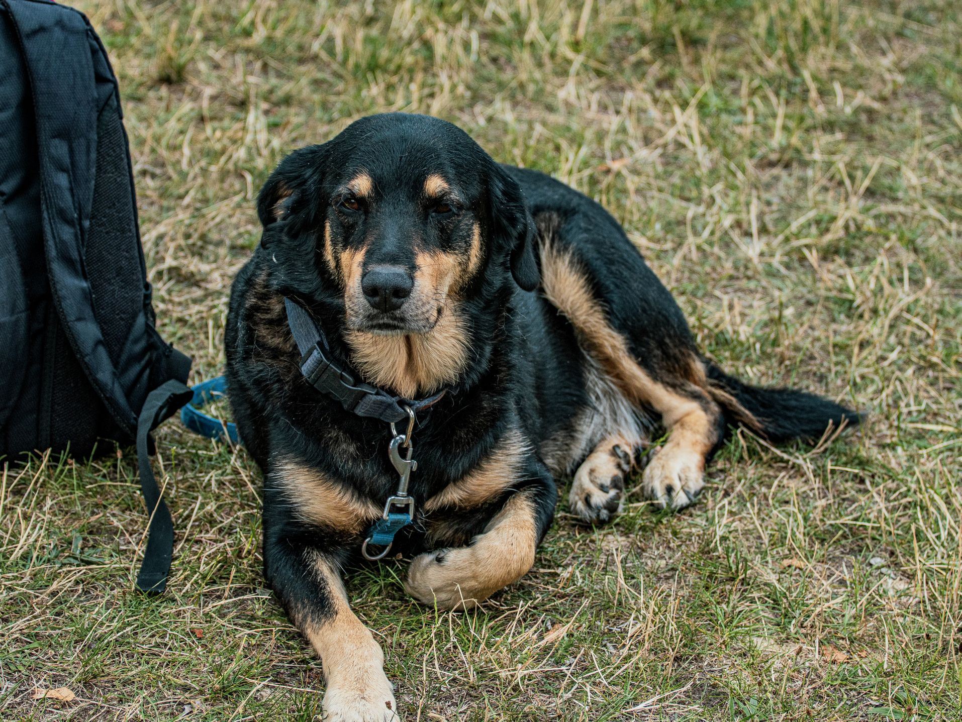 Famous Labradors: Canine Companions to Olympic Champions