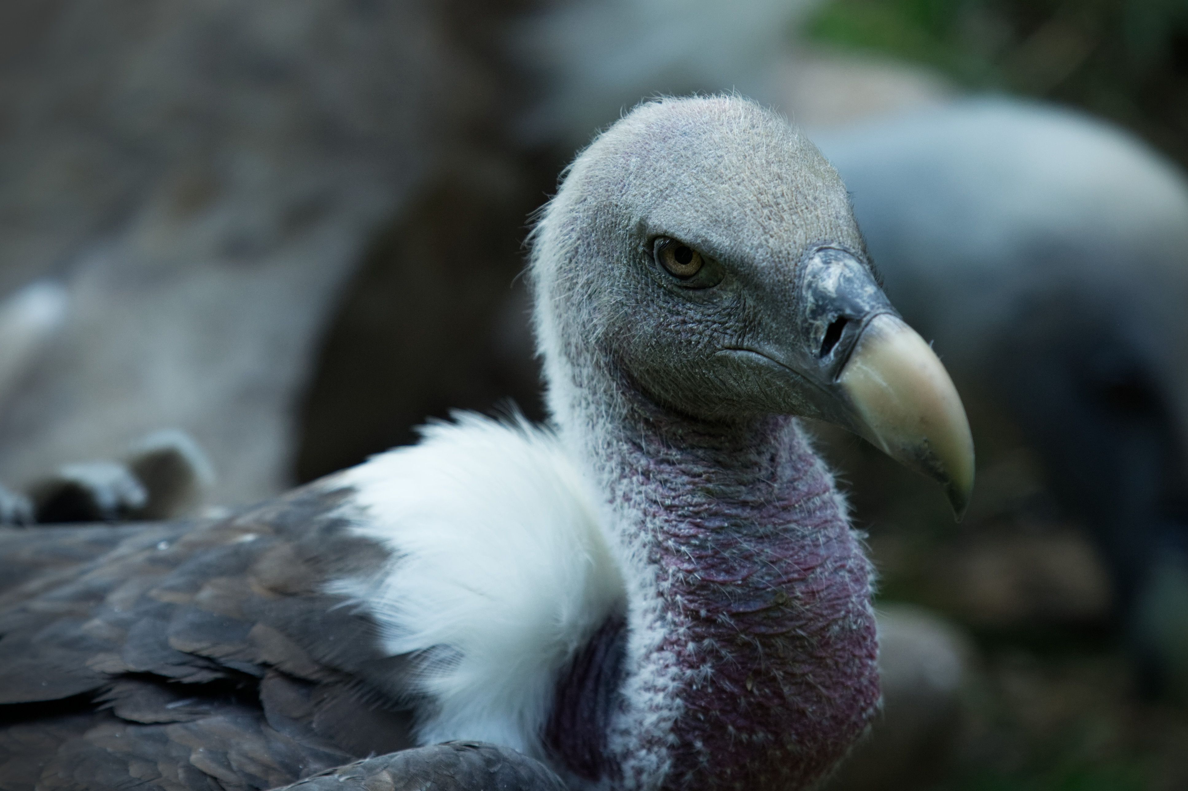 selective Focus Close-up Photo of White and Gray Vulture · Free Stock Photo