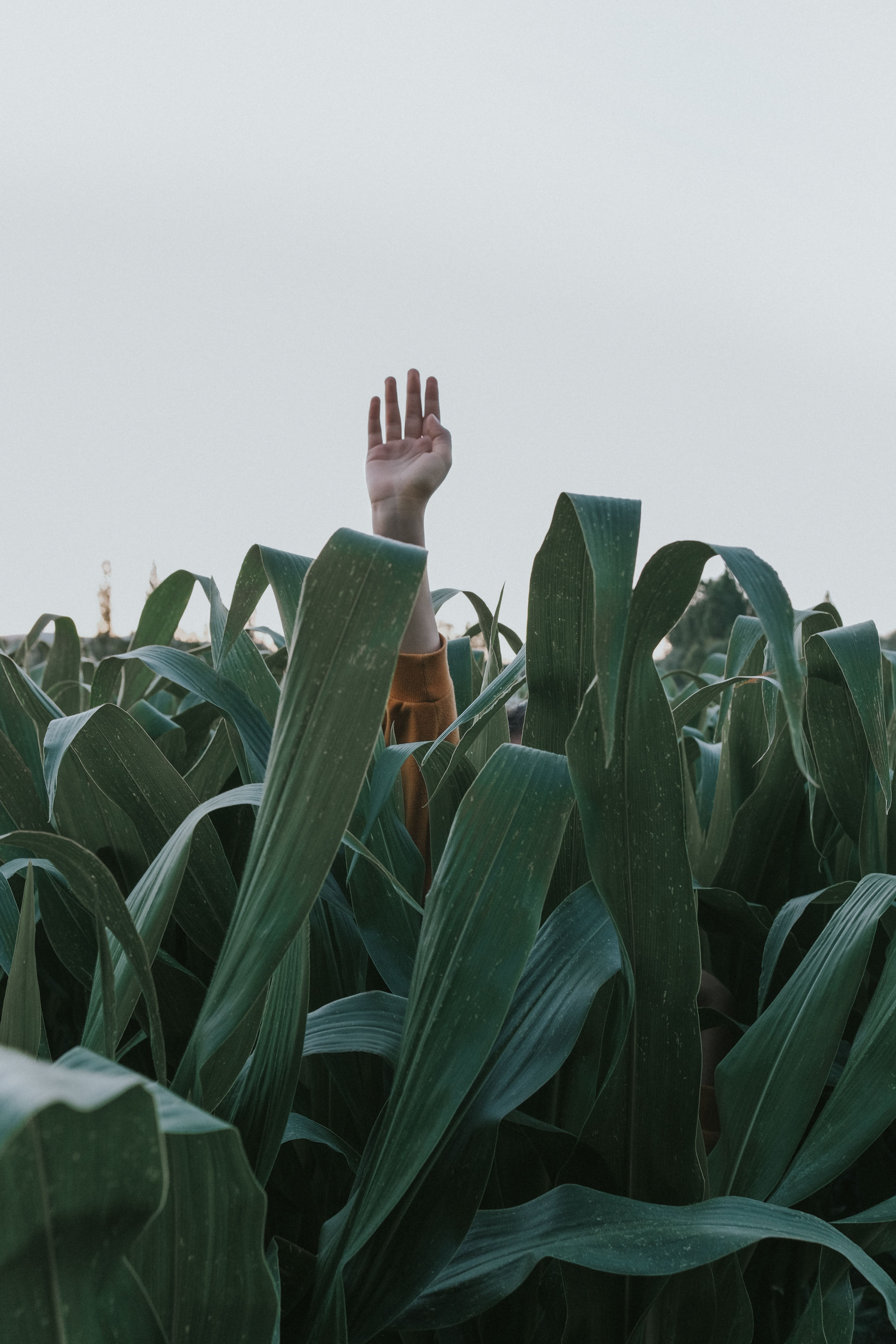 Hand Sticking out from above Leaves · Free Stock Photo