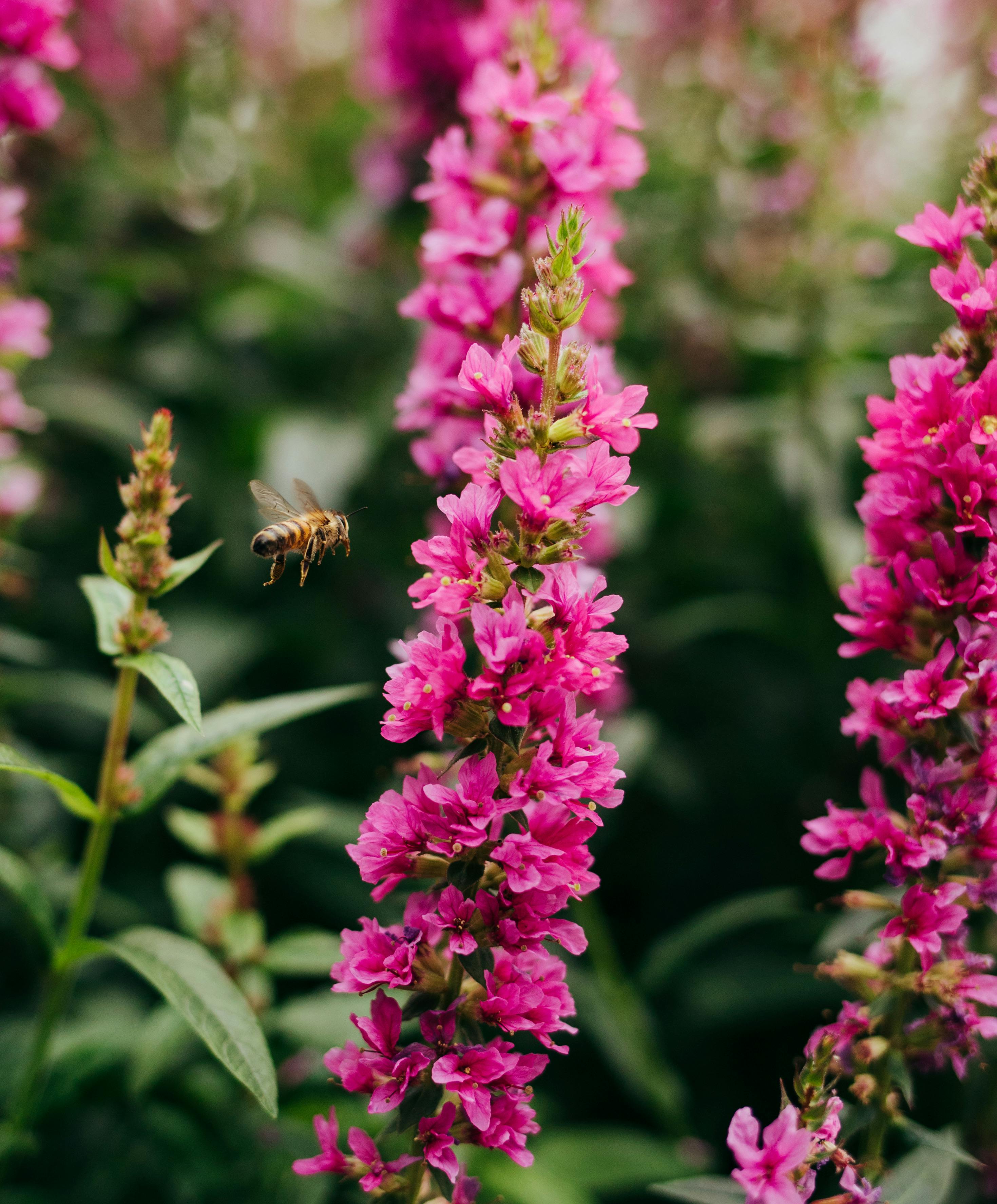 A Bee on a Pink Flower · Free Stock Photo