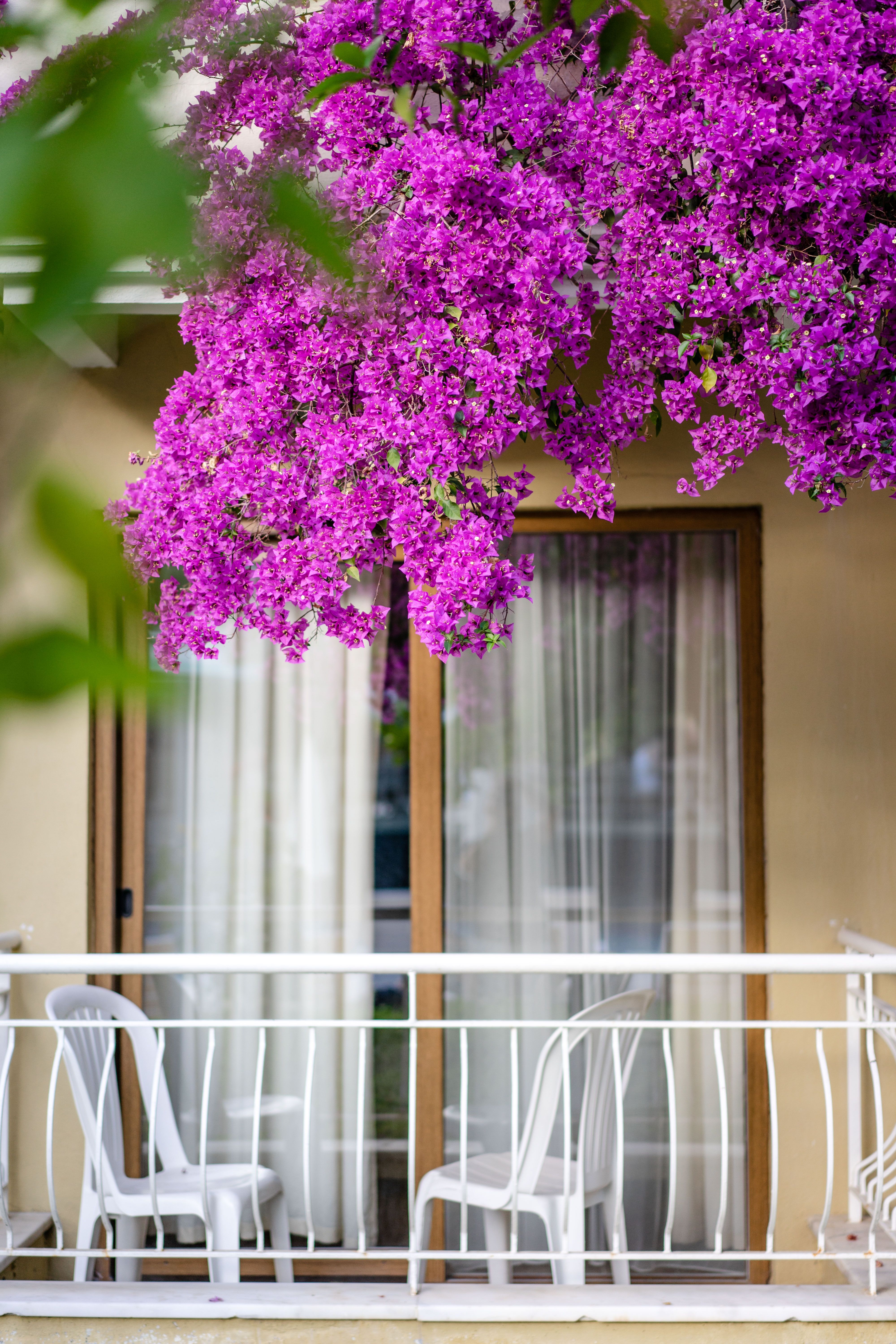 Foto de stock gratuita sobre al aire libre, árbol floreciente, arreglo ...