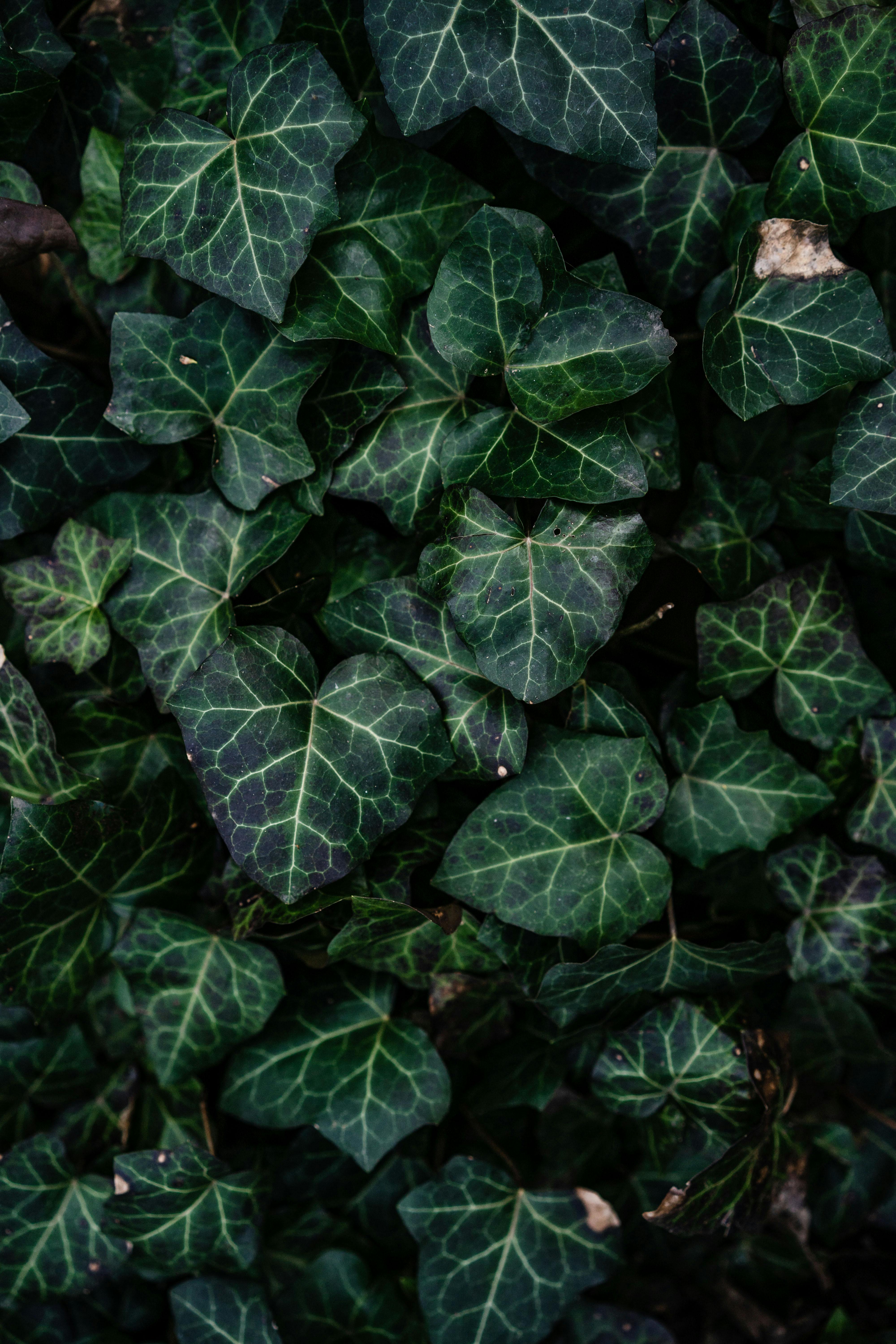Green Leaves · Free Stock Photo