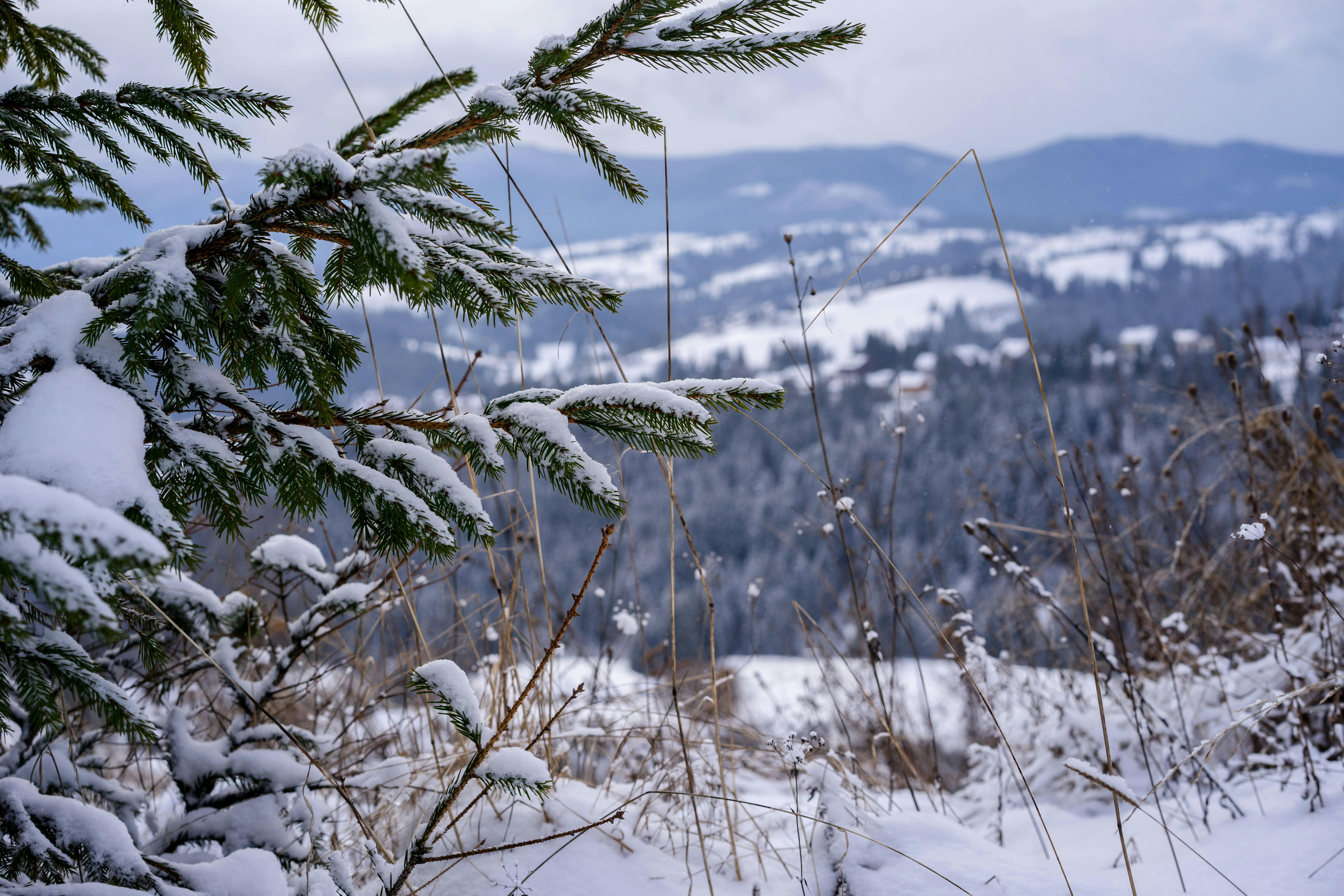 Brown Pinecone on Snow Field · Free Stock Photo