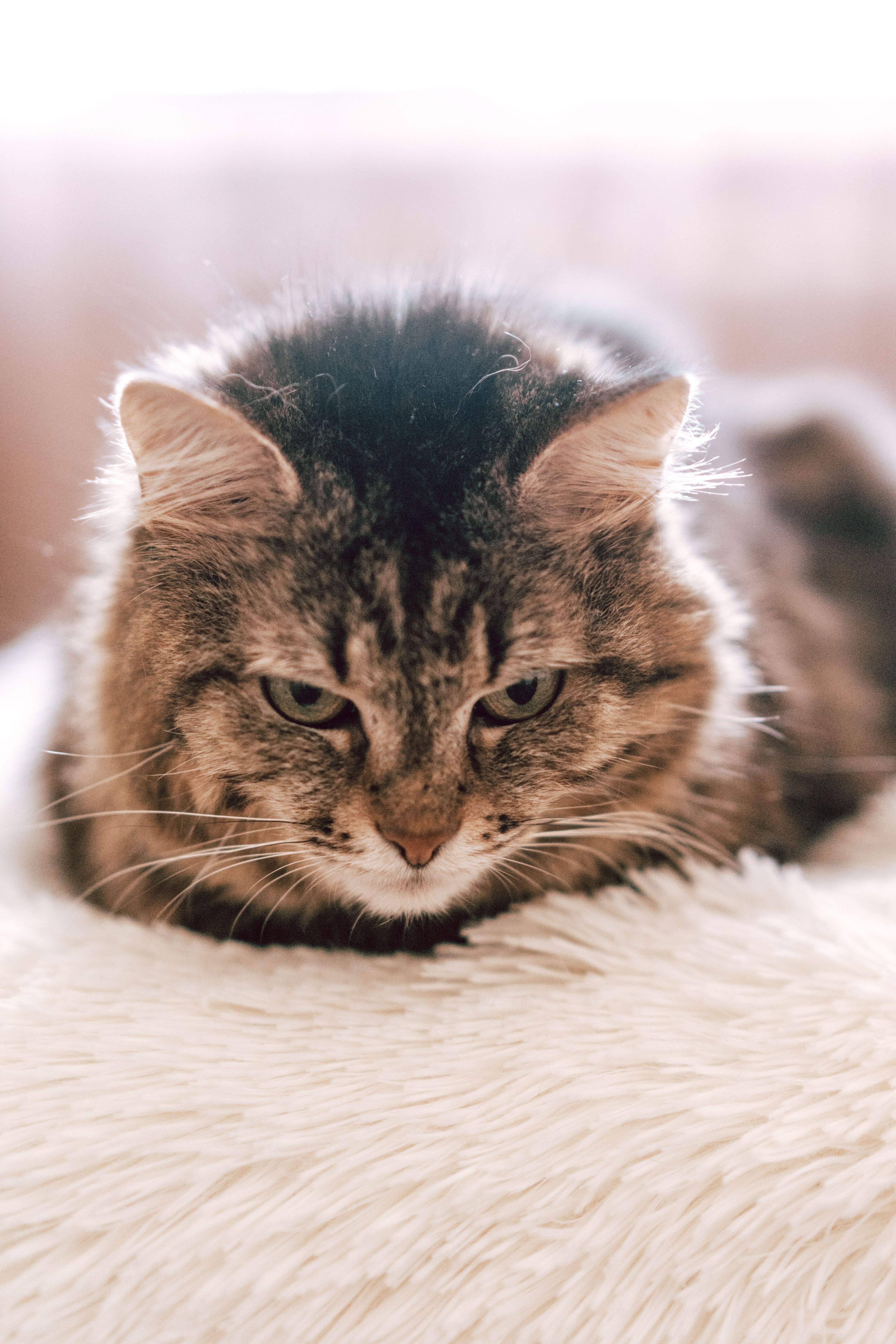 Cute Furry Cat on City Street · Free Stock Photo