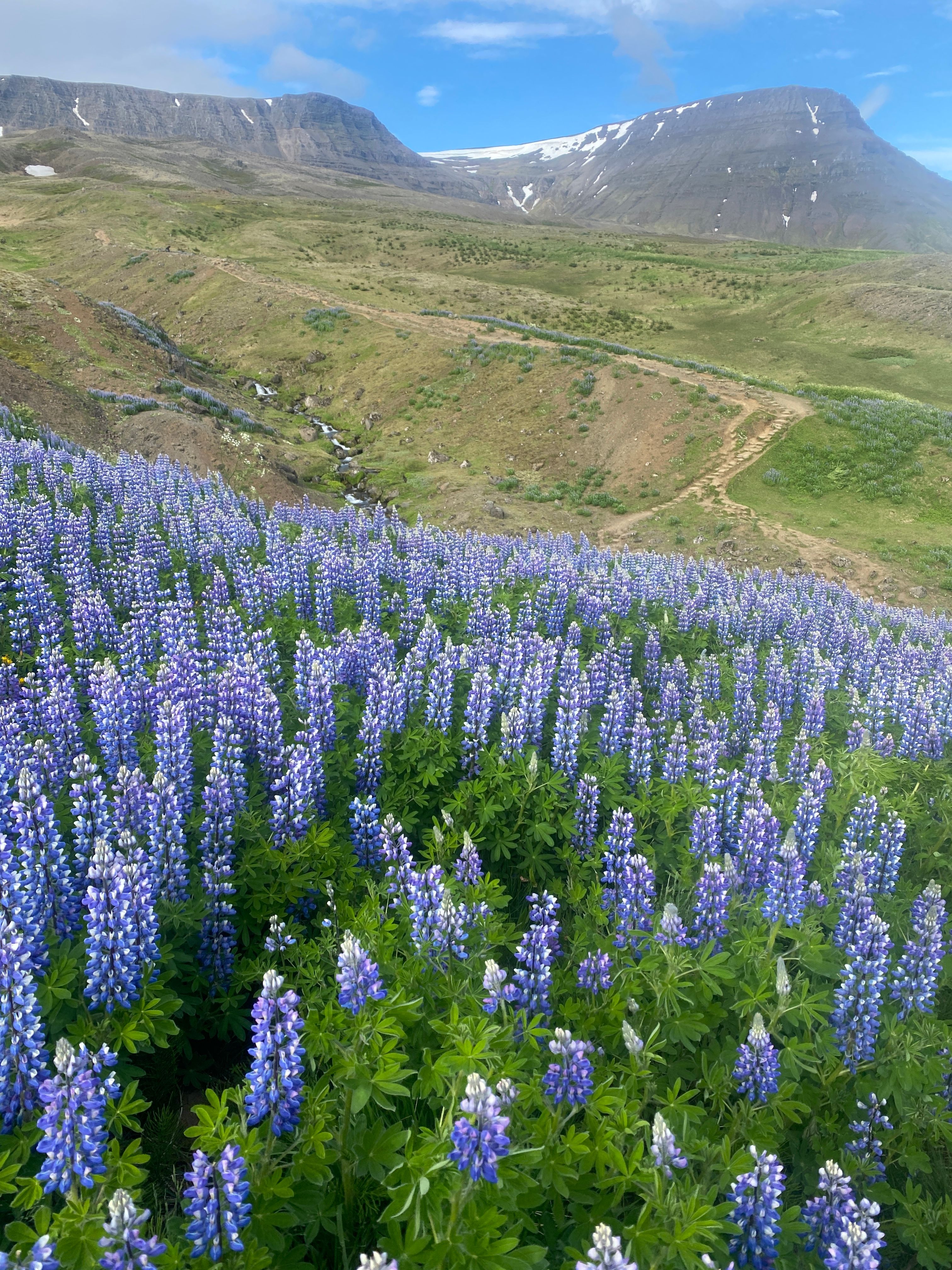 Esjan Iceland 7 Photos & Videos Collected by Anoop A Nair