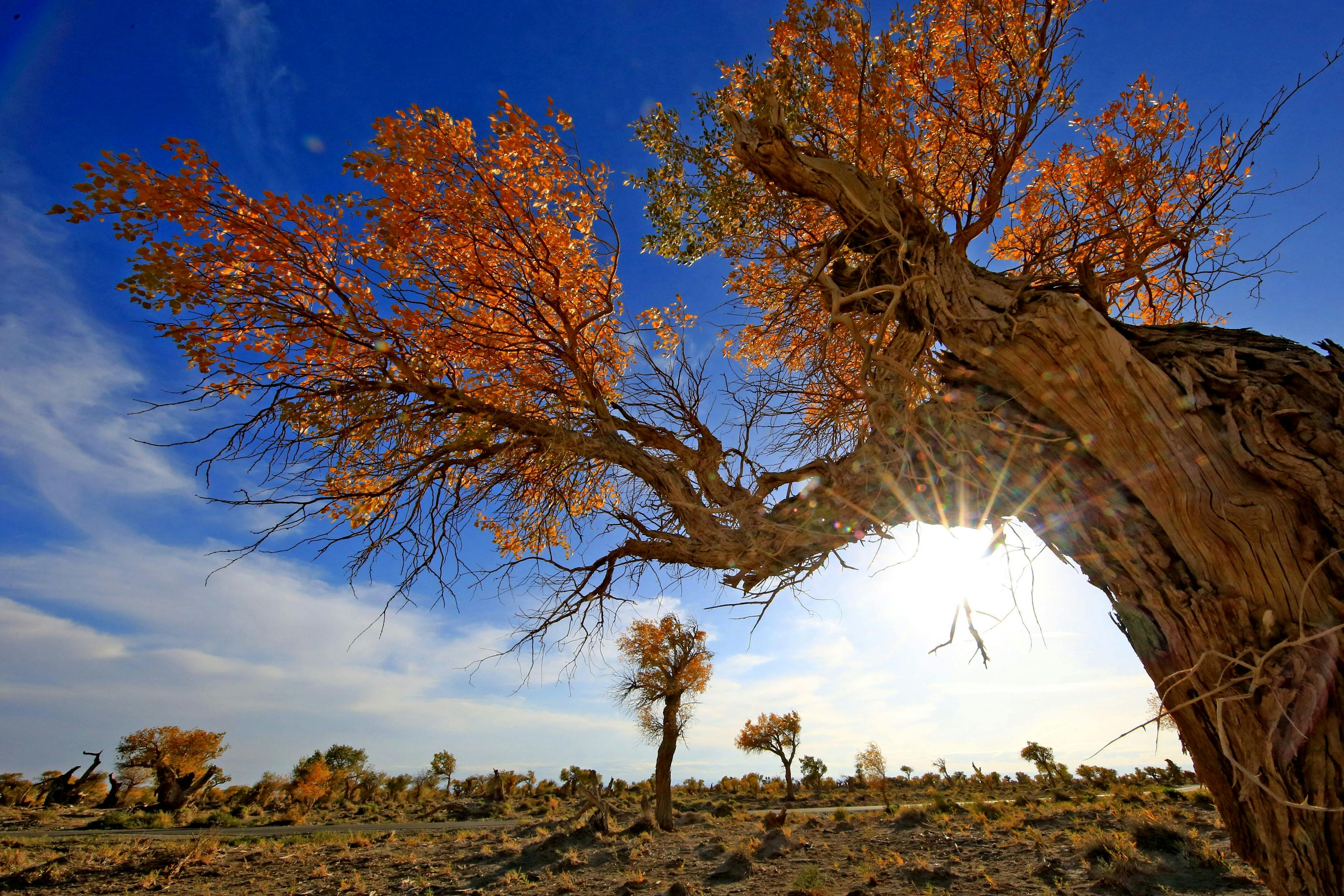 Low Angle View of Bare Tree Against Sky · Free Stock Photo