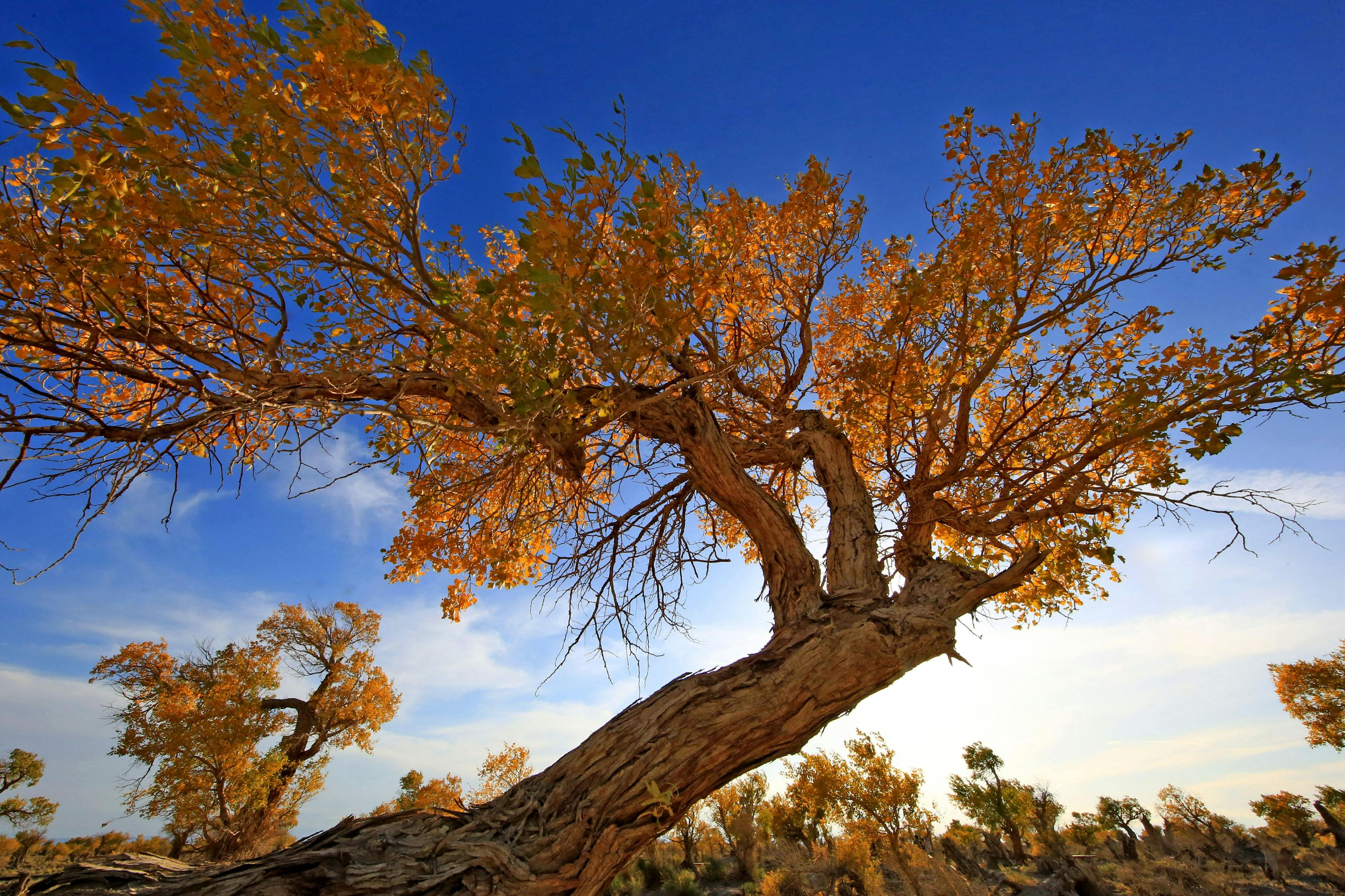 Bare Tree · Free Stock Photo