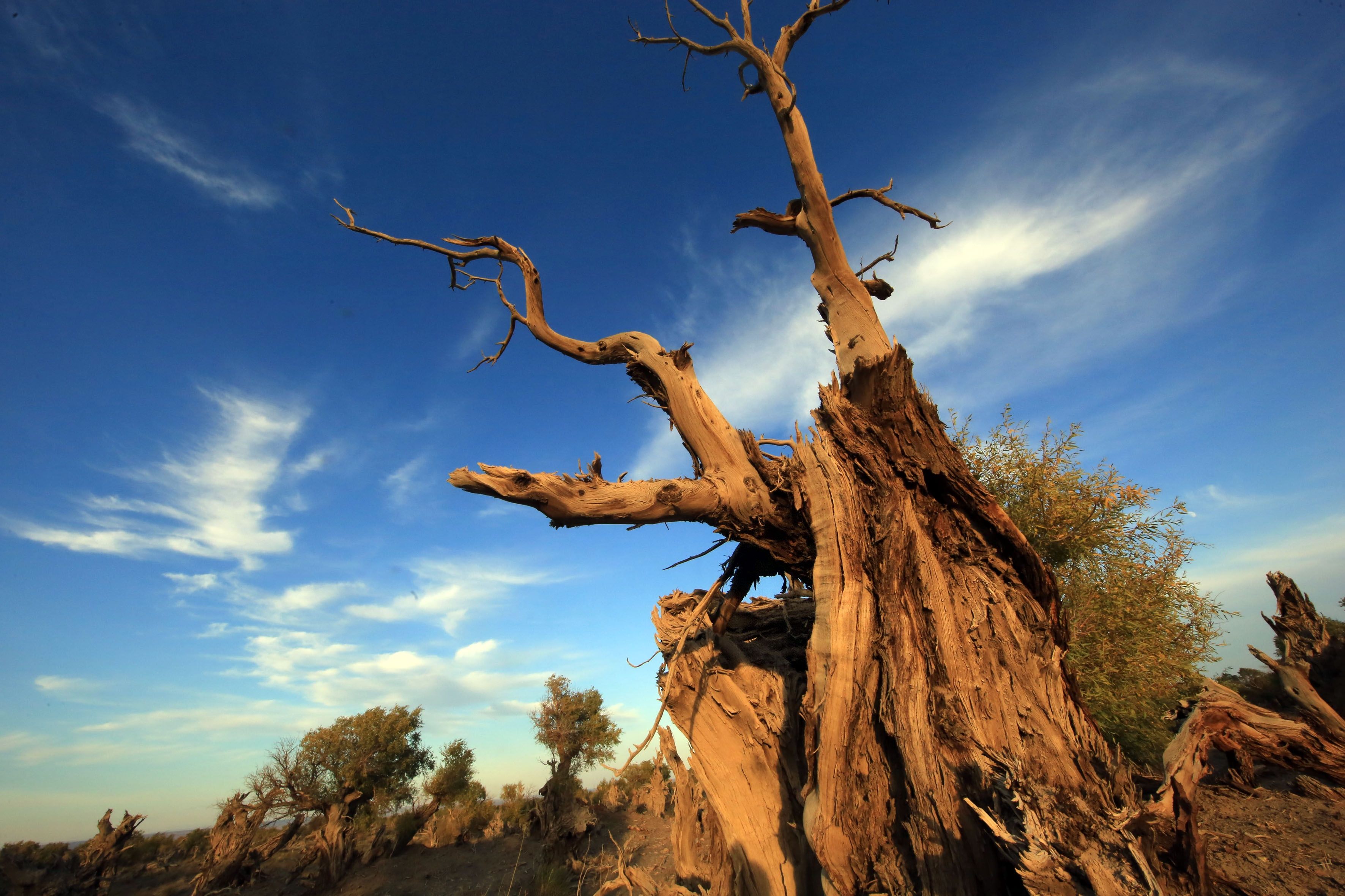 A Brown Dead Tree in the Desert · Free Stock Photo