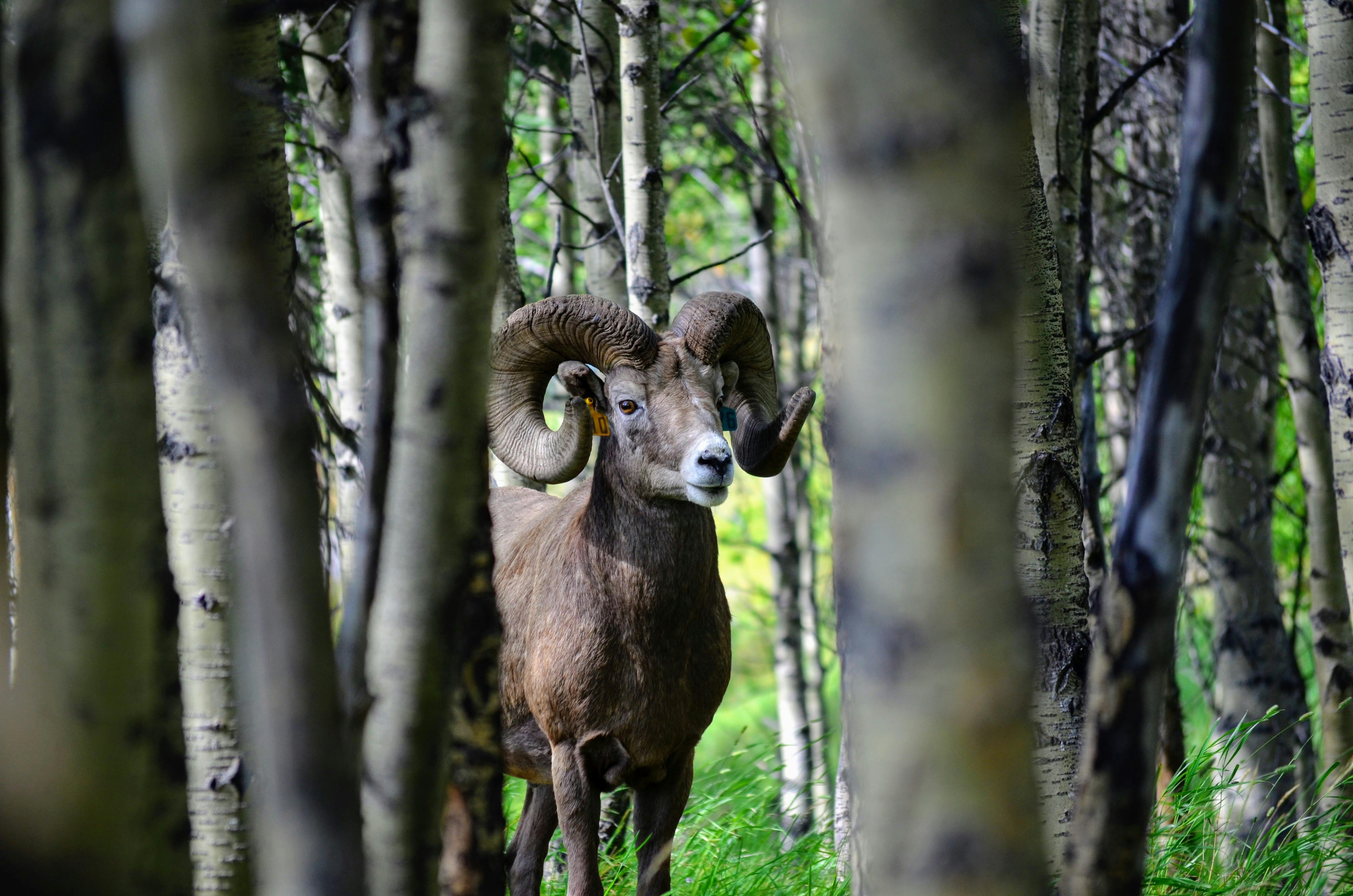 Black and Brown Ram Animal · Free Stock Photo