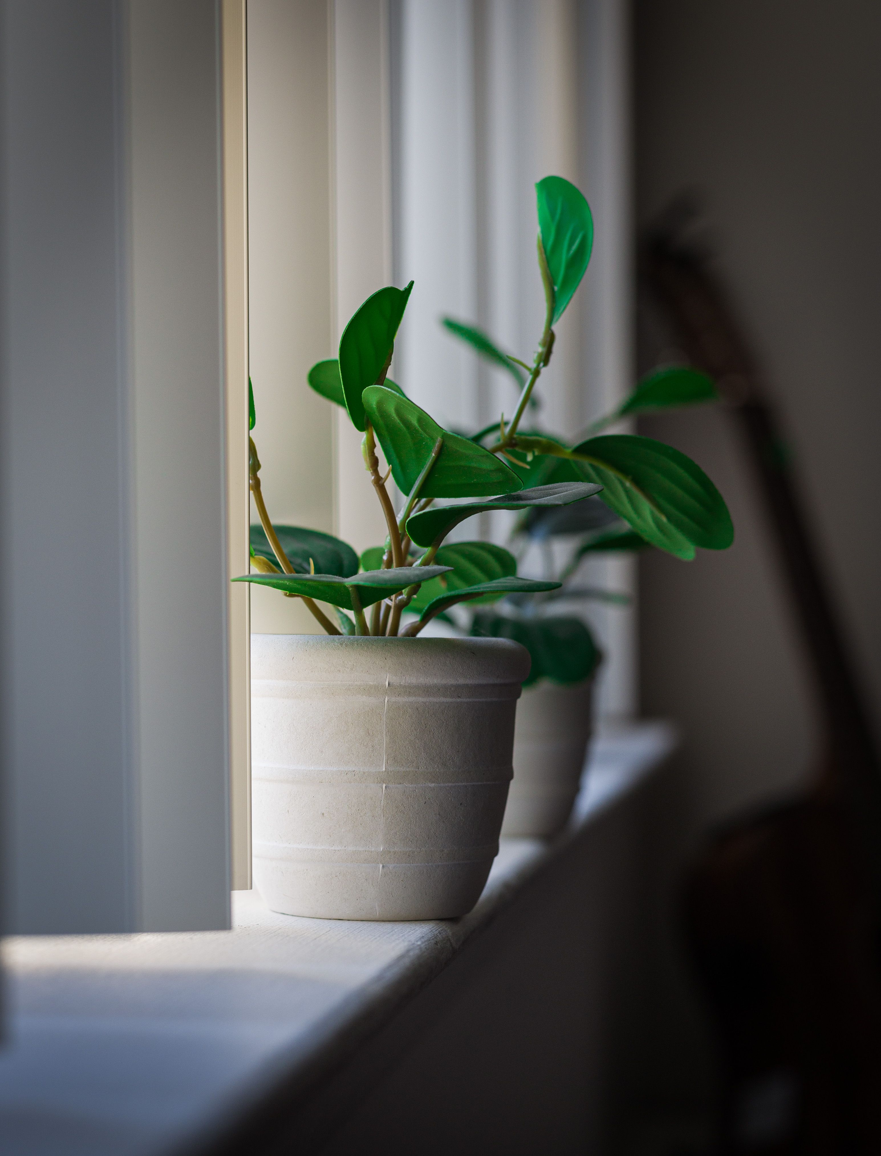 Houseplants on a Windowsill · Free Stock Photo