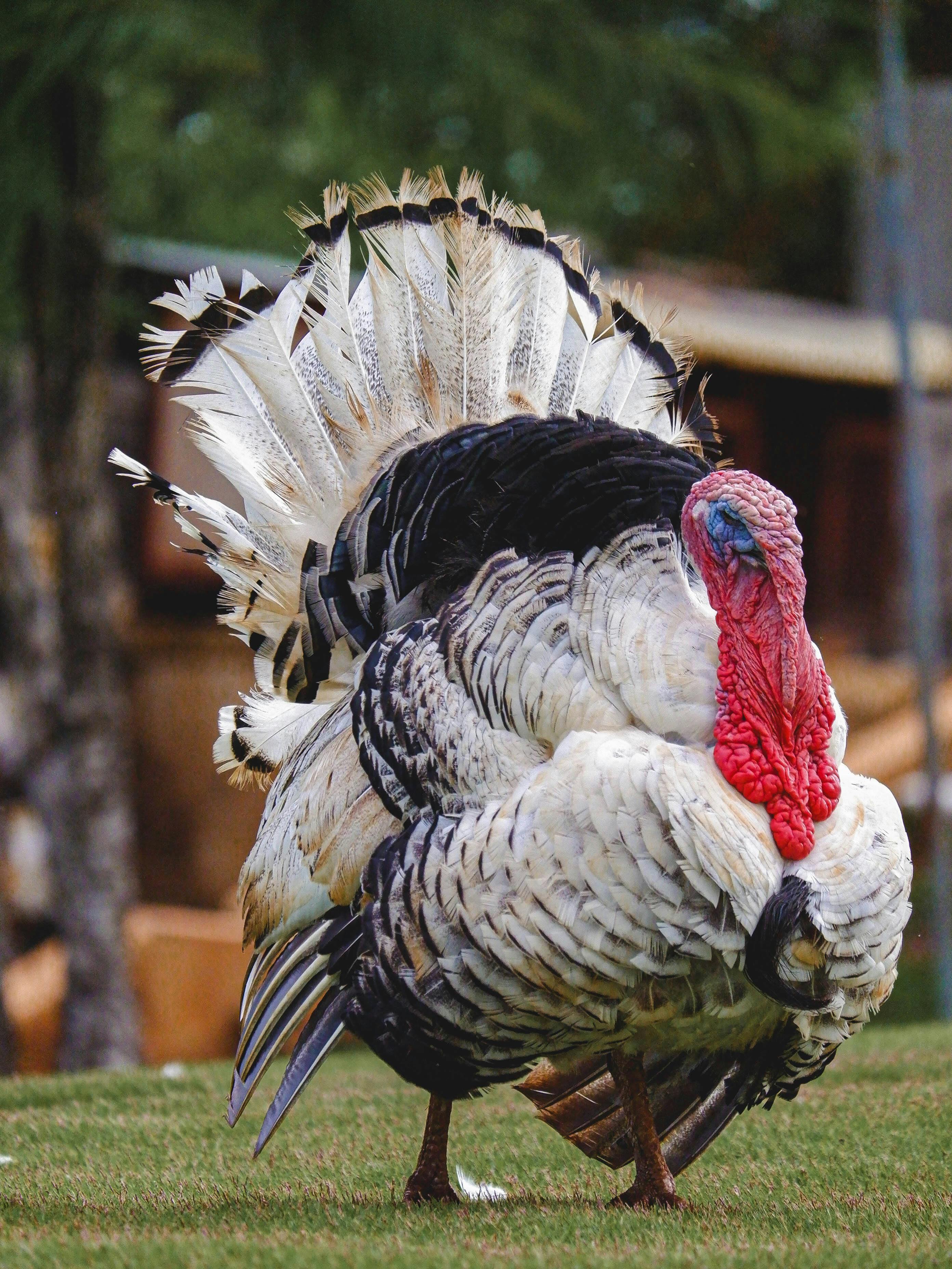 A Royal Palm Turkey · Free Stock Photo